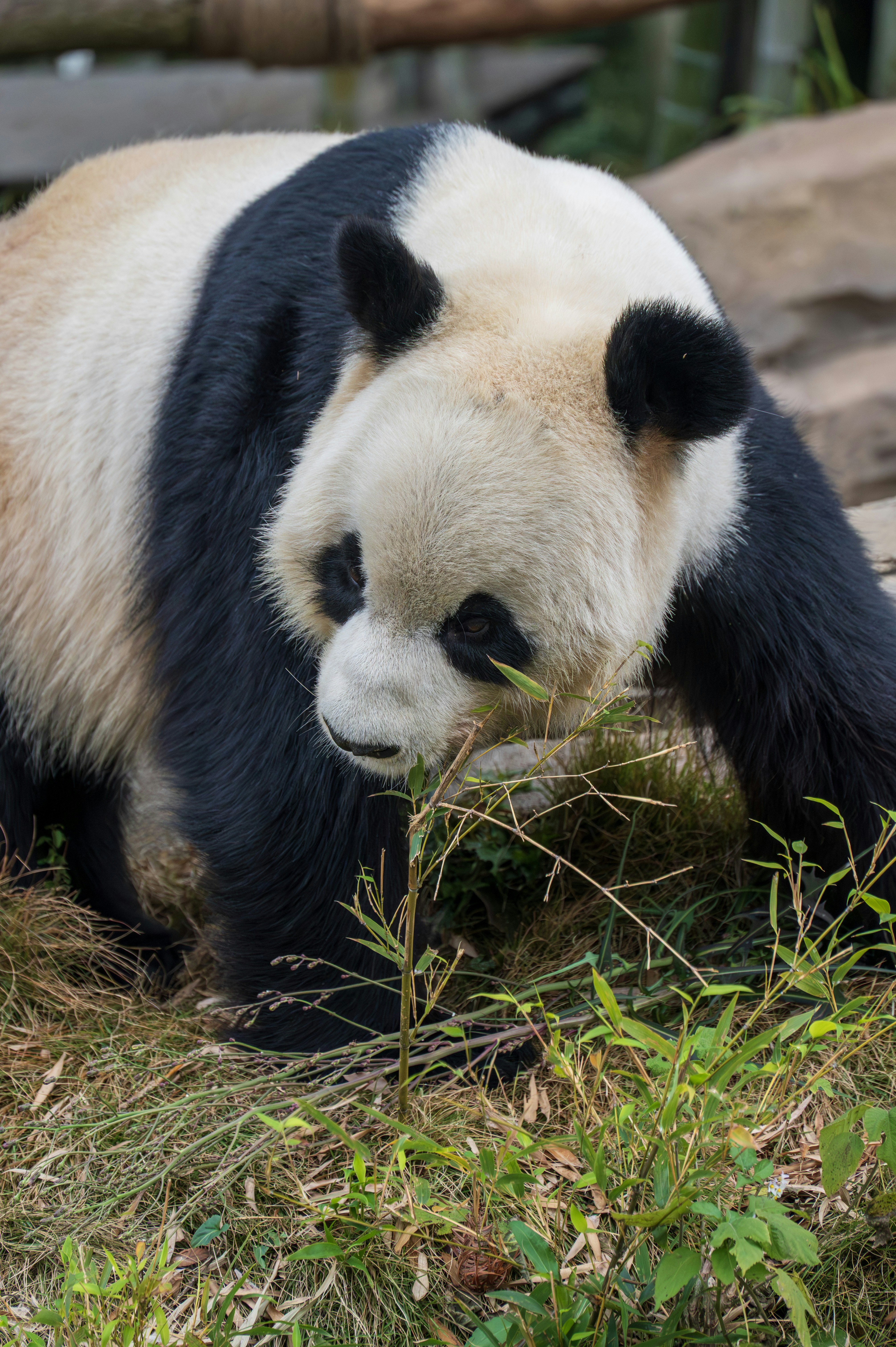 Panda Pause: A Close-Quarters Grazing Moment