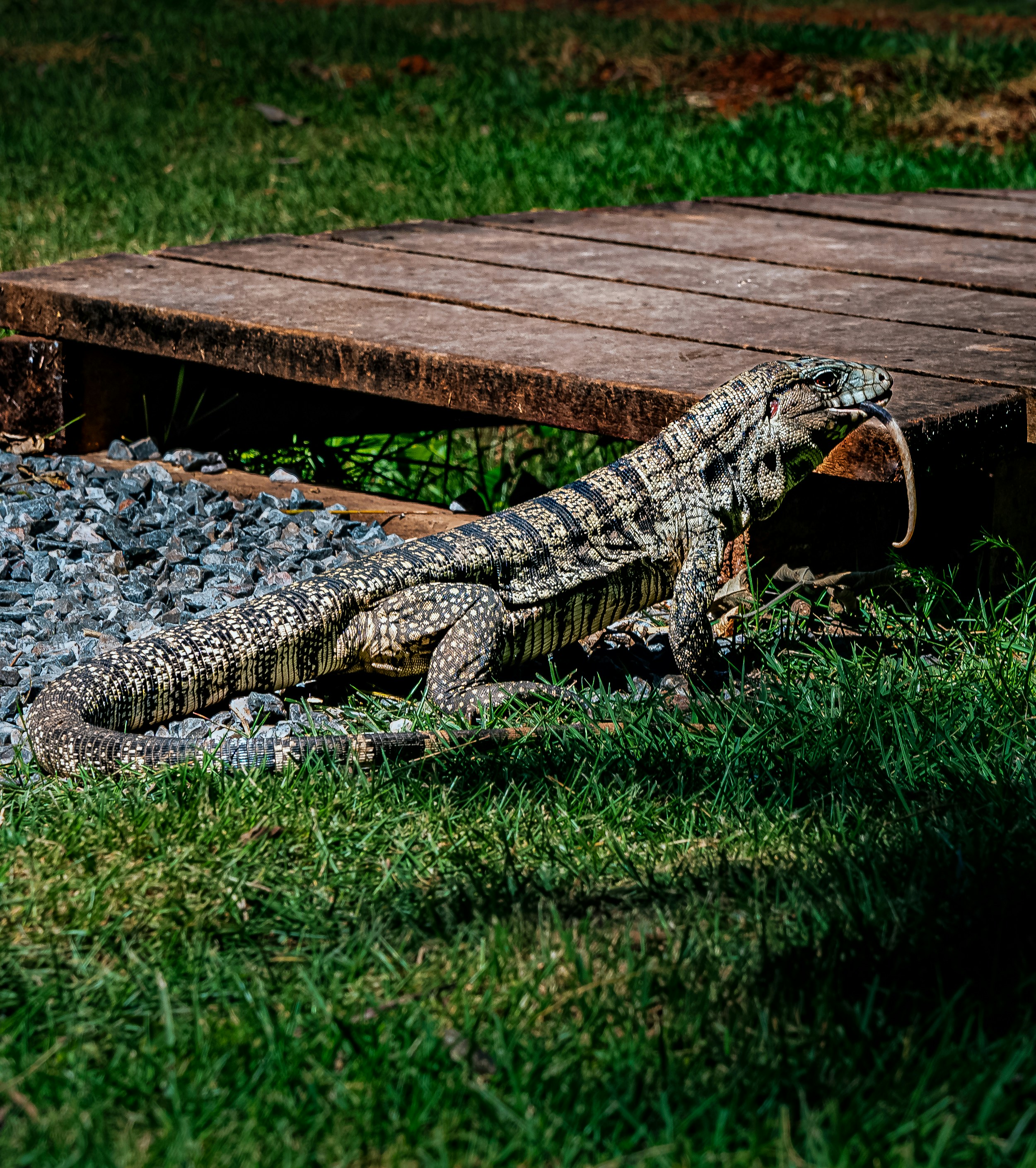 Sunlit Gator Stride: A Close Encounter by the Boardwalk