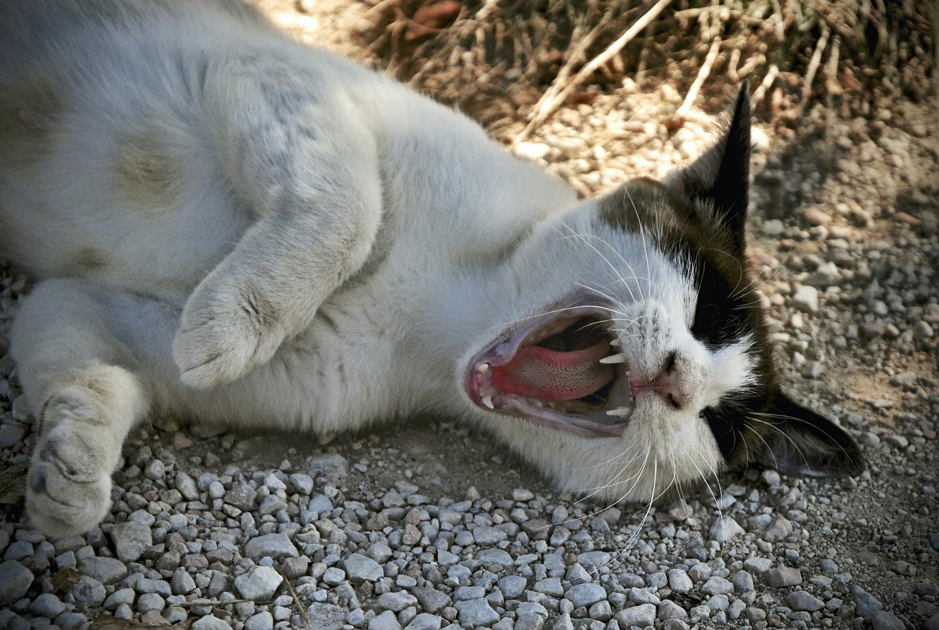 Yawning Feline Rest on Pebbled Ground
