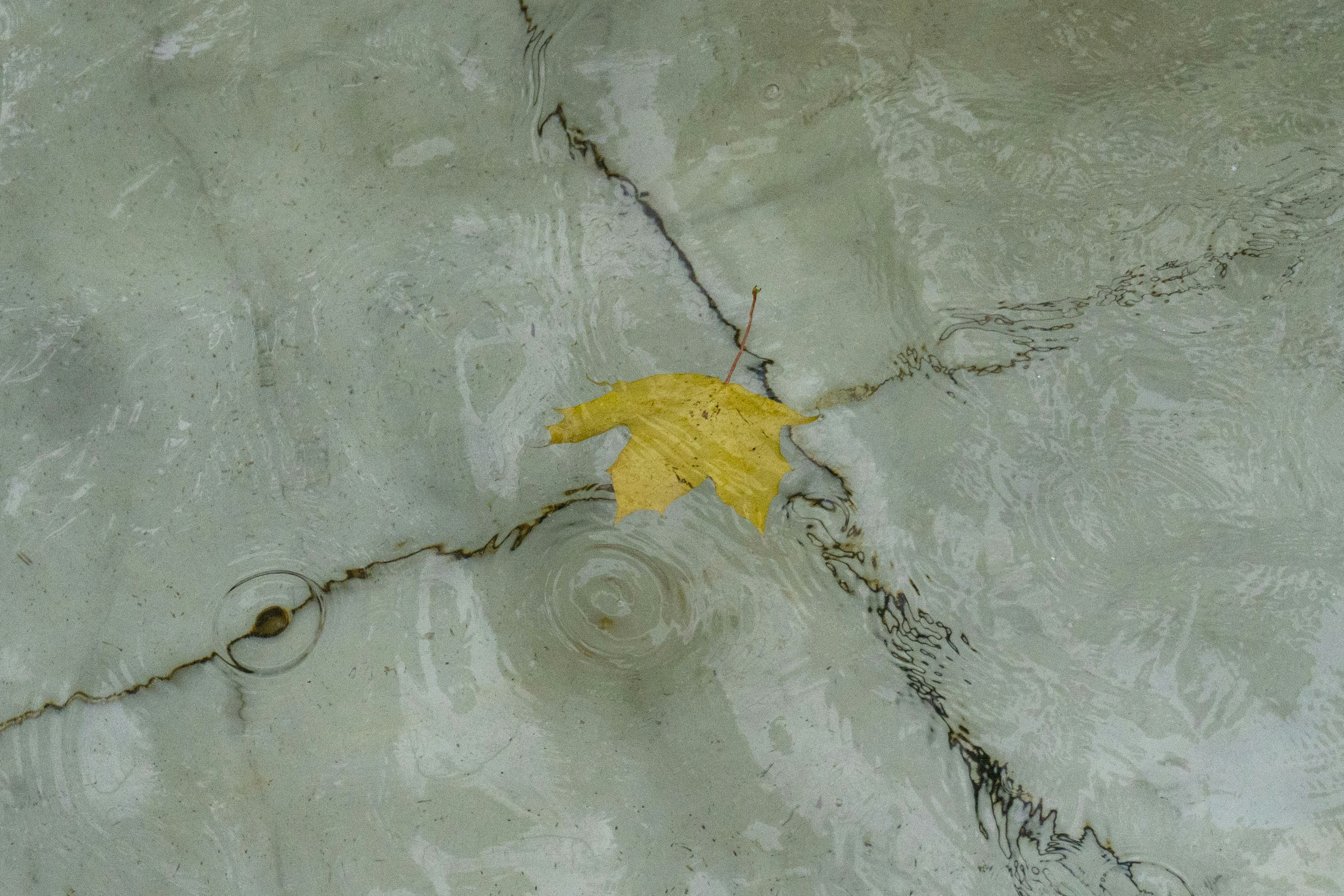 Single amber leaf resting on a crack in frosted concrete