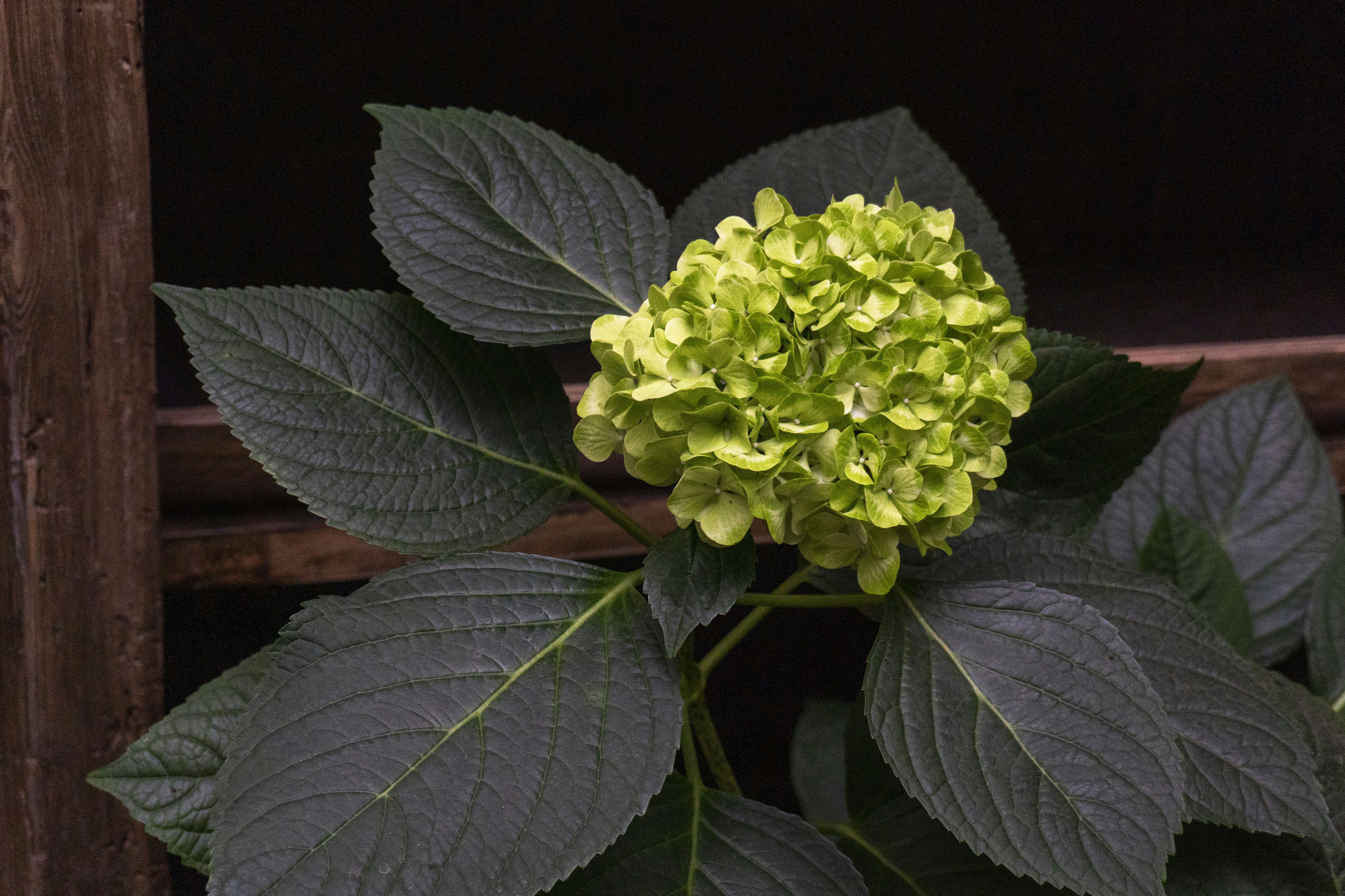 Soft-green Hydrangea Blossom Nestled Against Wooden Framing