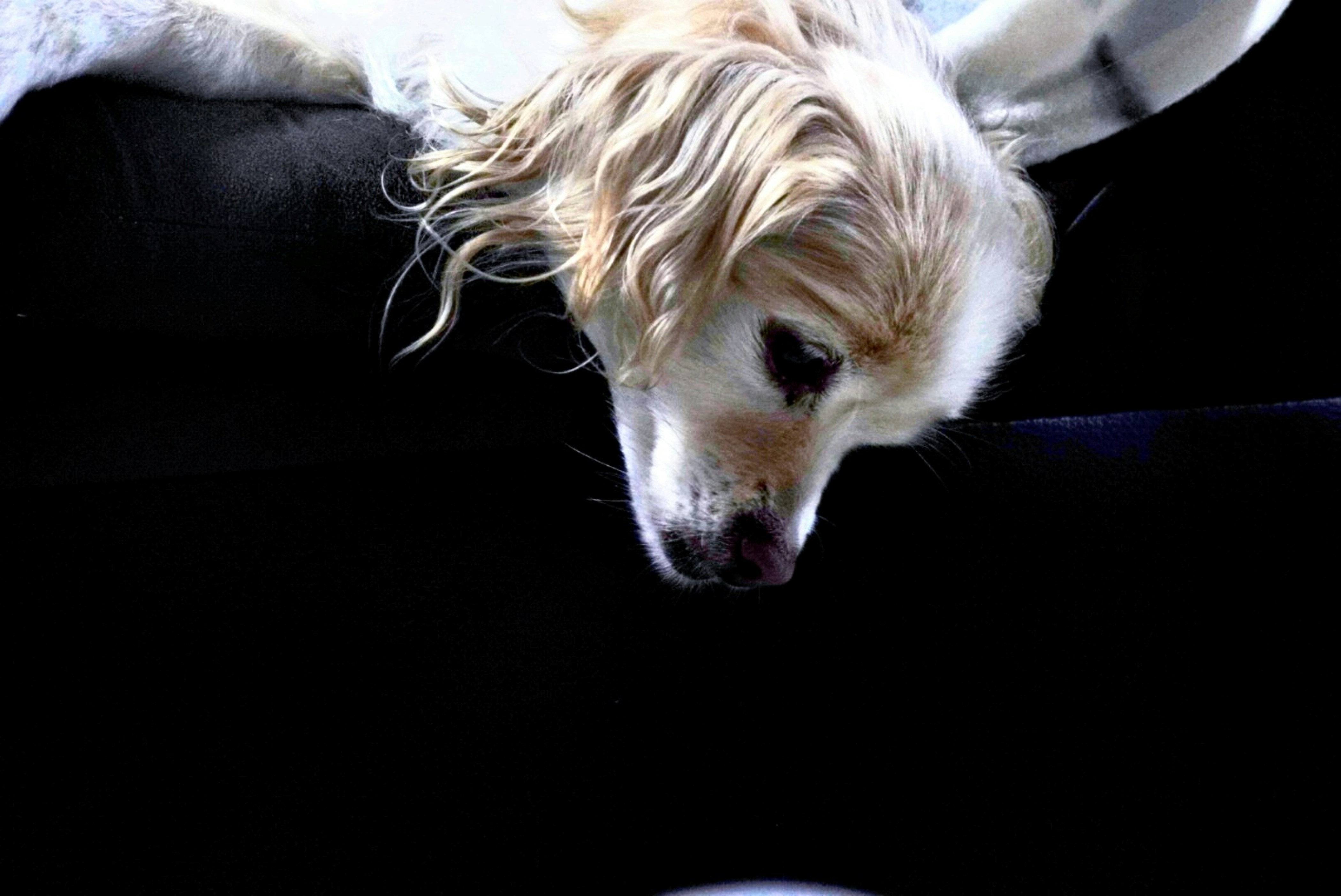 Nocturne on the Edge: A Quiet Dog at the Dark Rim