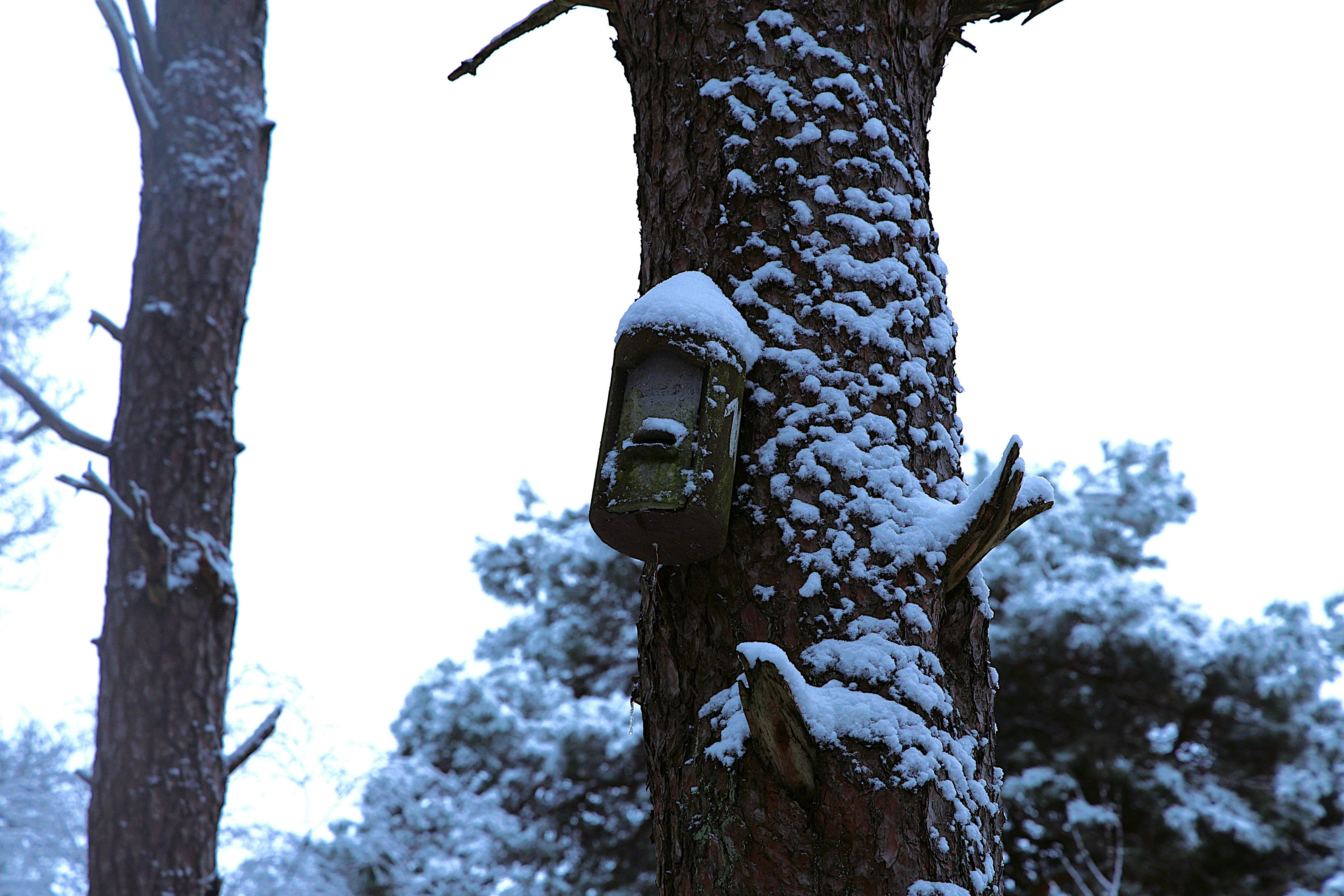 Snow-clad trail camera mounted on a tree in a frosted forest