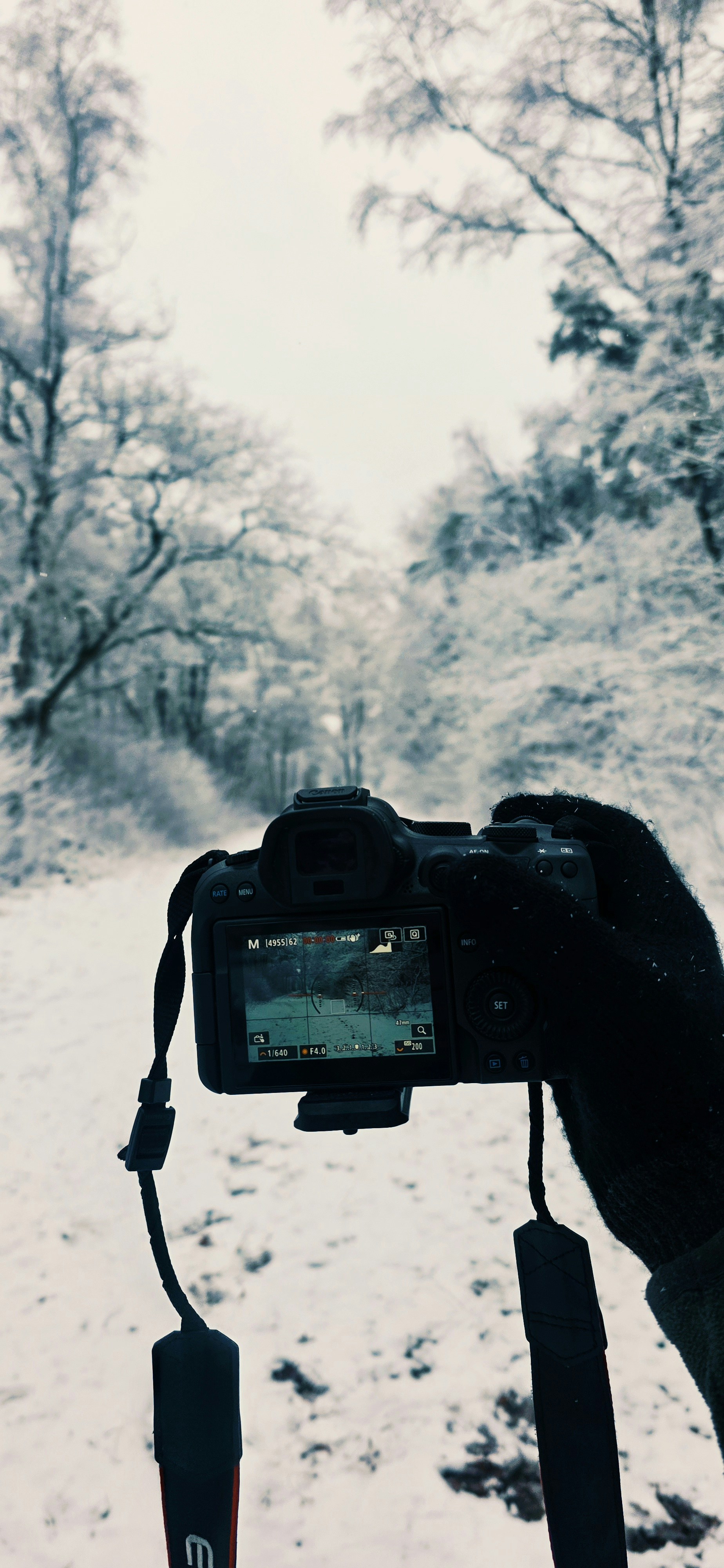 Snowy Lens: A Handheld Moment of Winter Silence