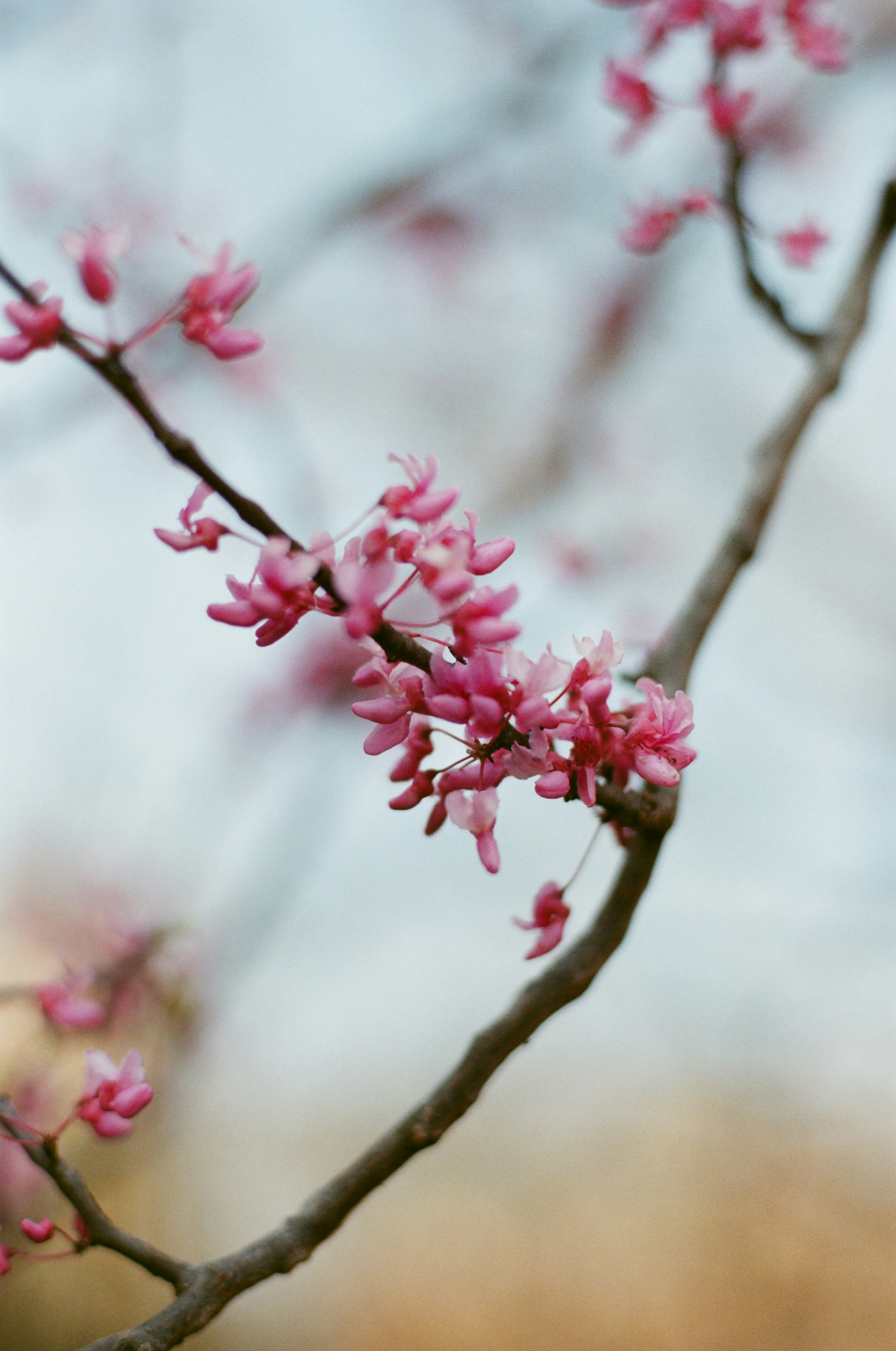 Flores rosas en una rama de árbol foto – Imagen de Flor gratuita en ...