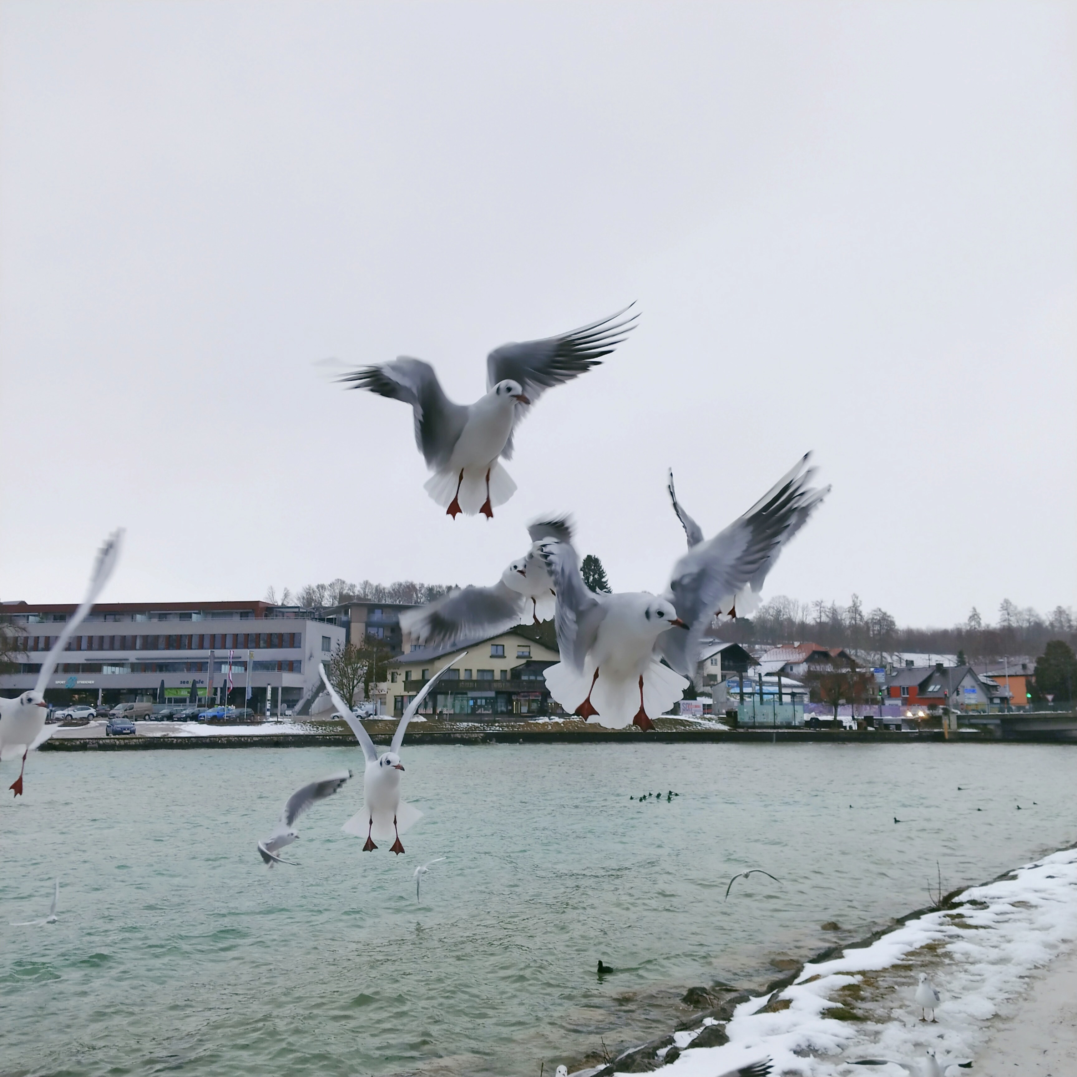 Seagulls fly over the water near a town.