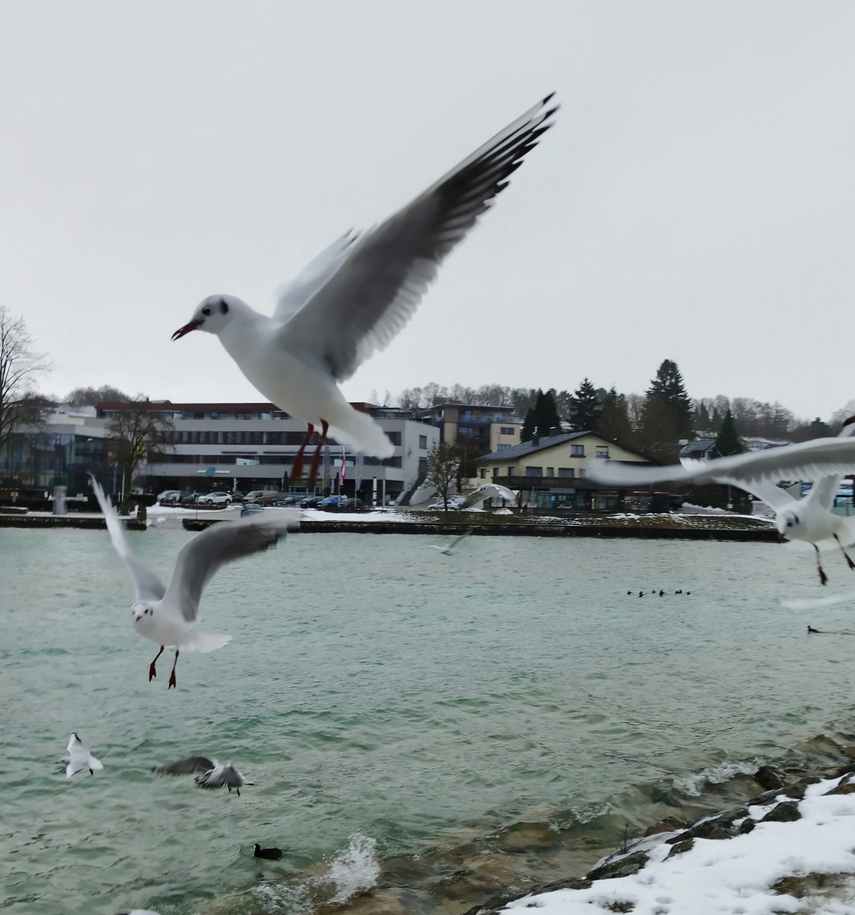 Seabird Ballet Over a Winter Shore