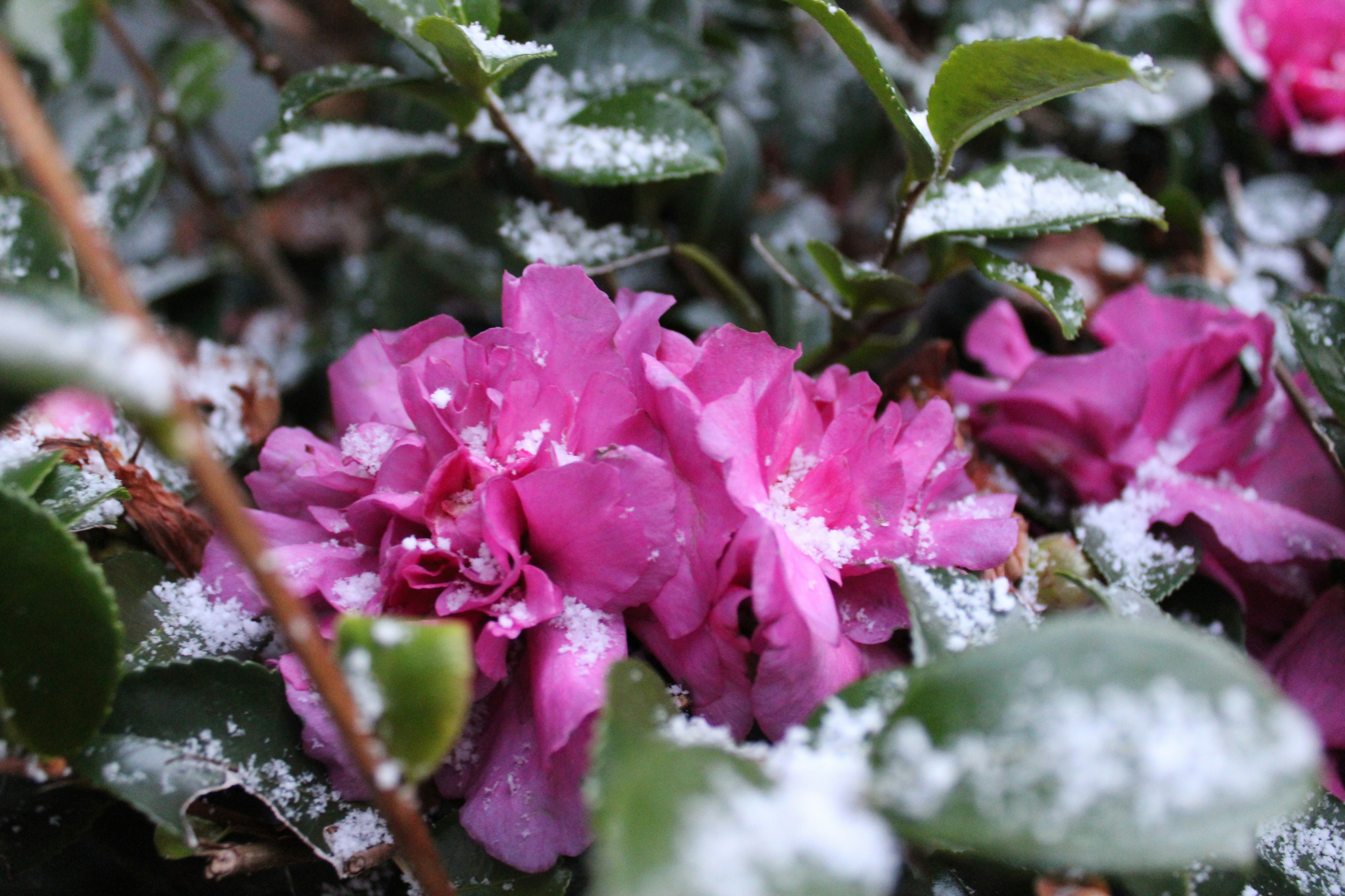 Snow-kissed Pink Blooms Hidden Among Evergreen Thorns