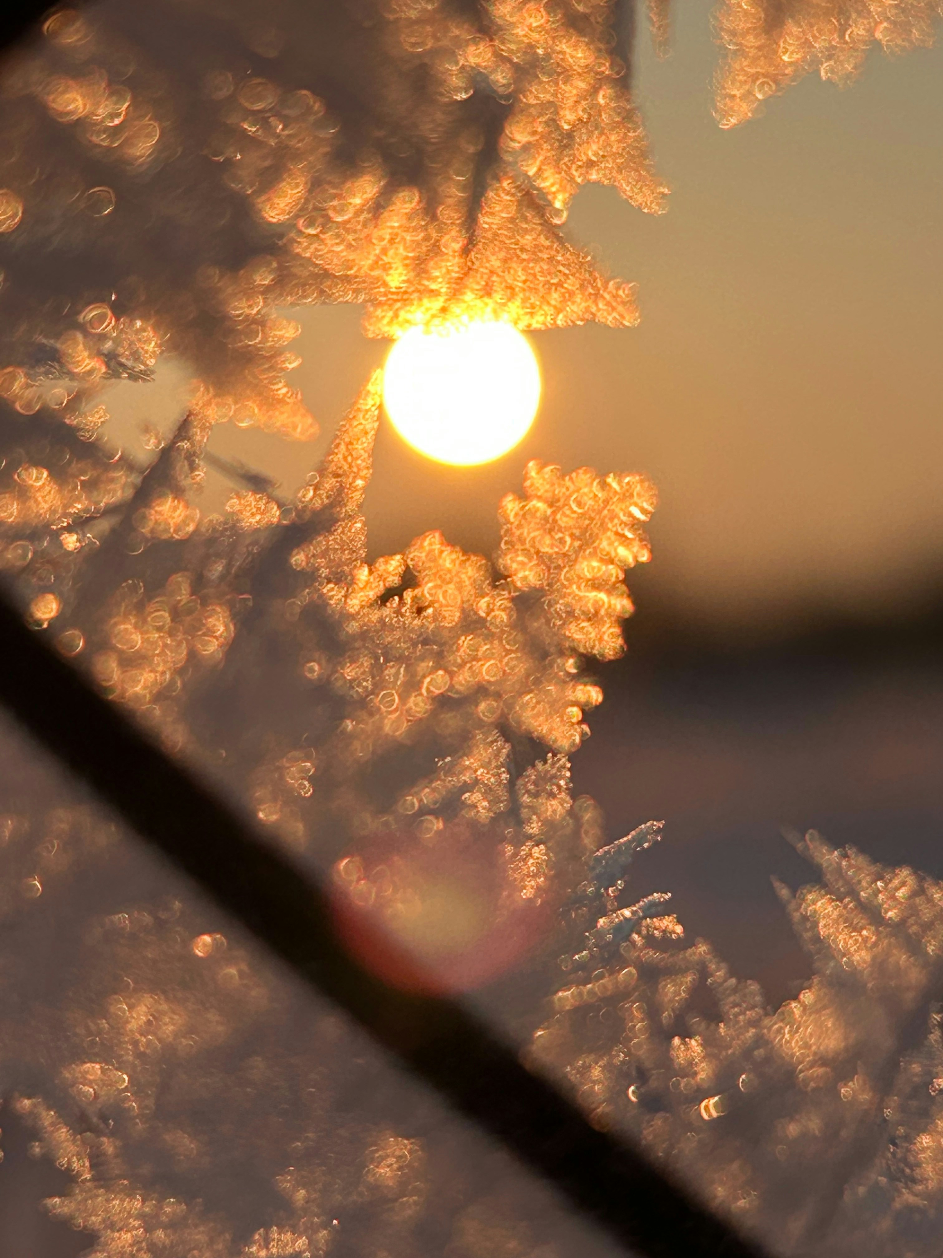 Sunlit Frost: Amber Orbs in Frigid Veil