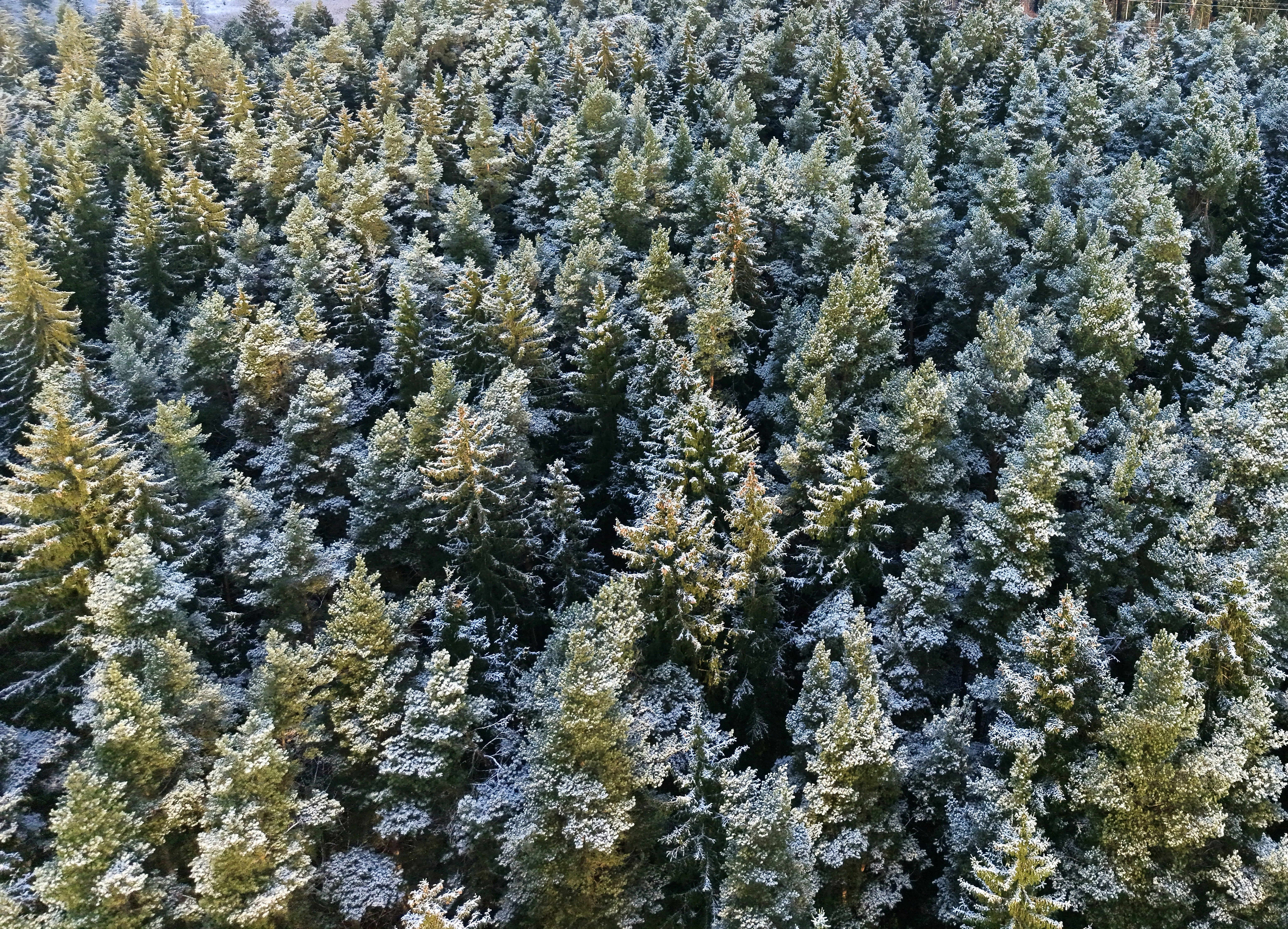 Snow-dusted Conifer Canopy from Above