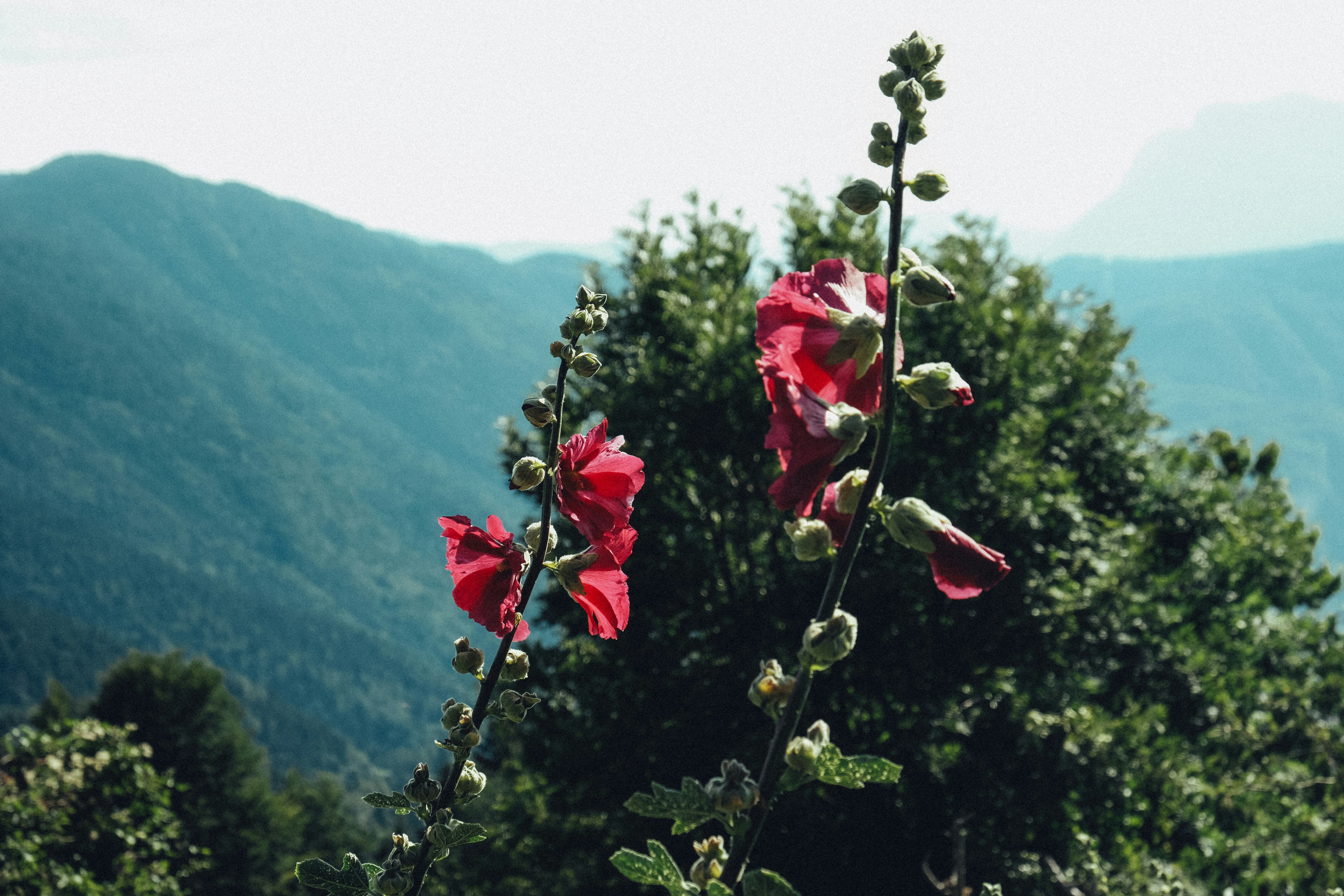 Two pink hollyhocks bloom in front of green mountains.