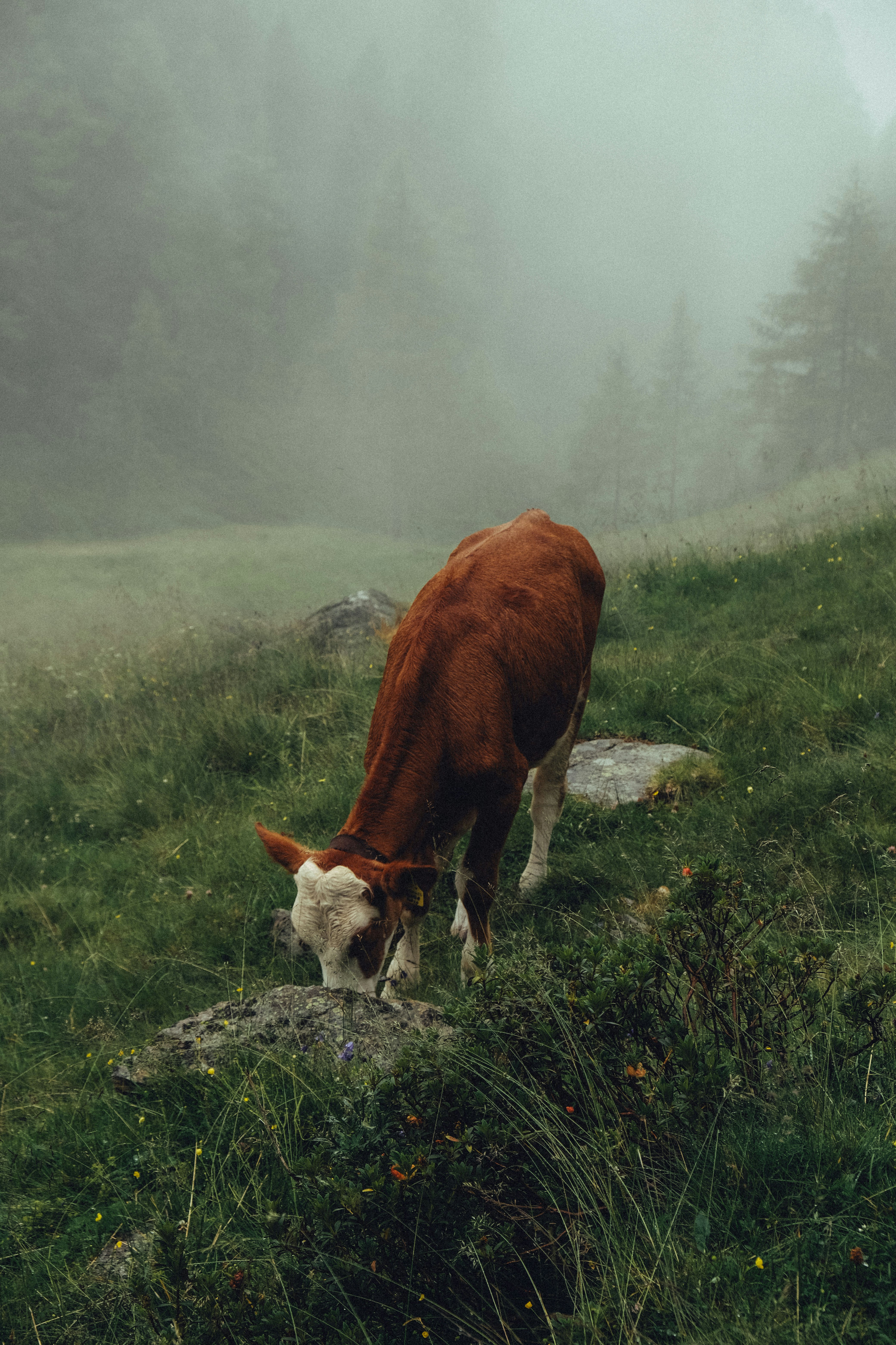 Red-brown horse grazing on a misty hillside