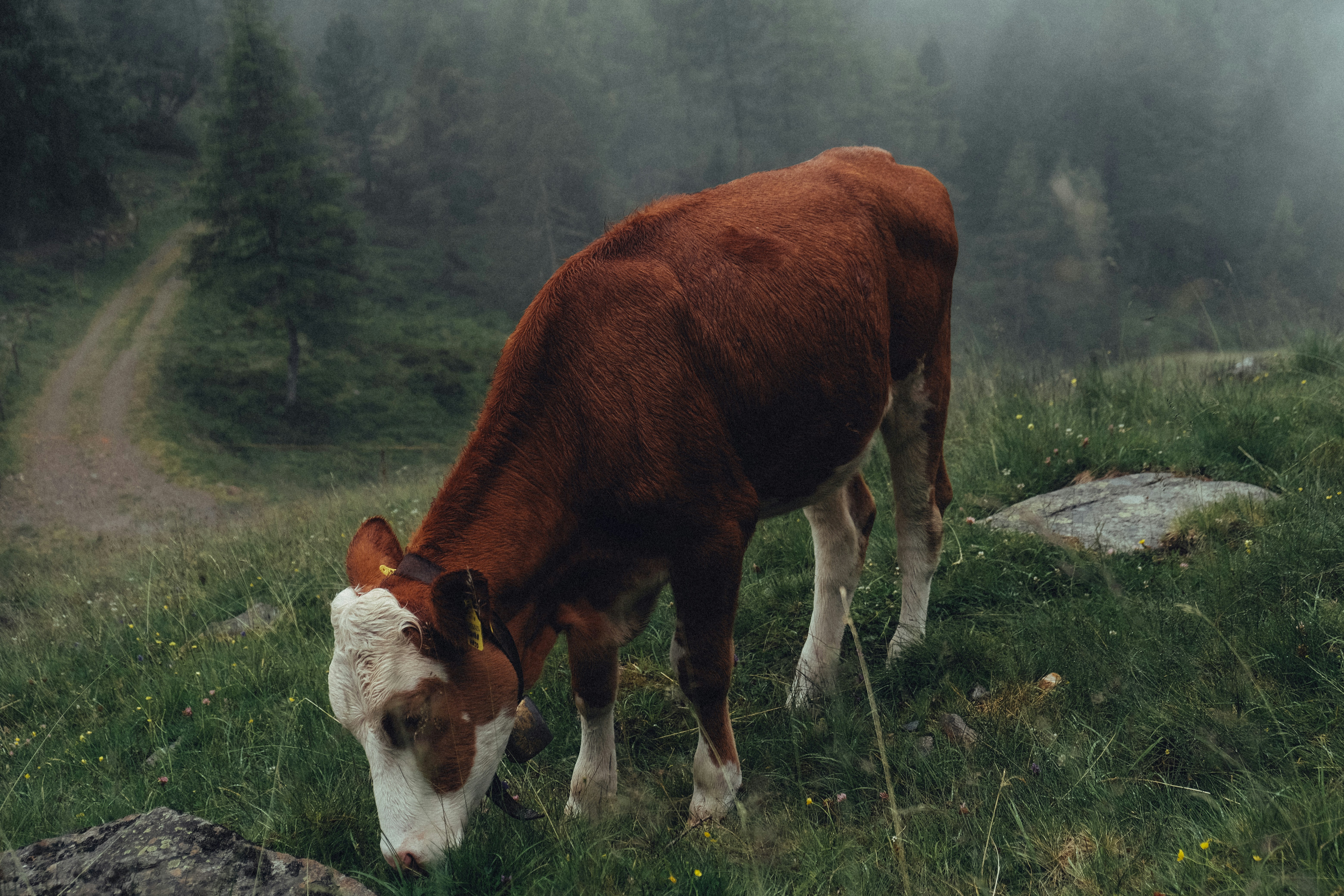 Mist-kissed Highland Cow Grazing on a Misty Spur