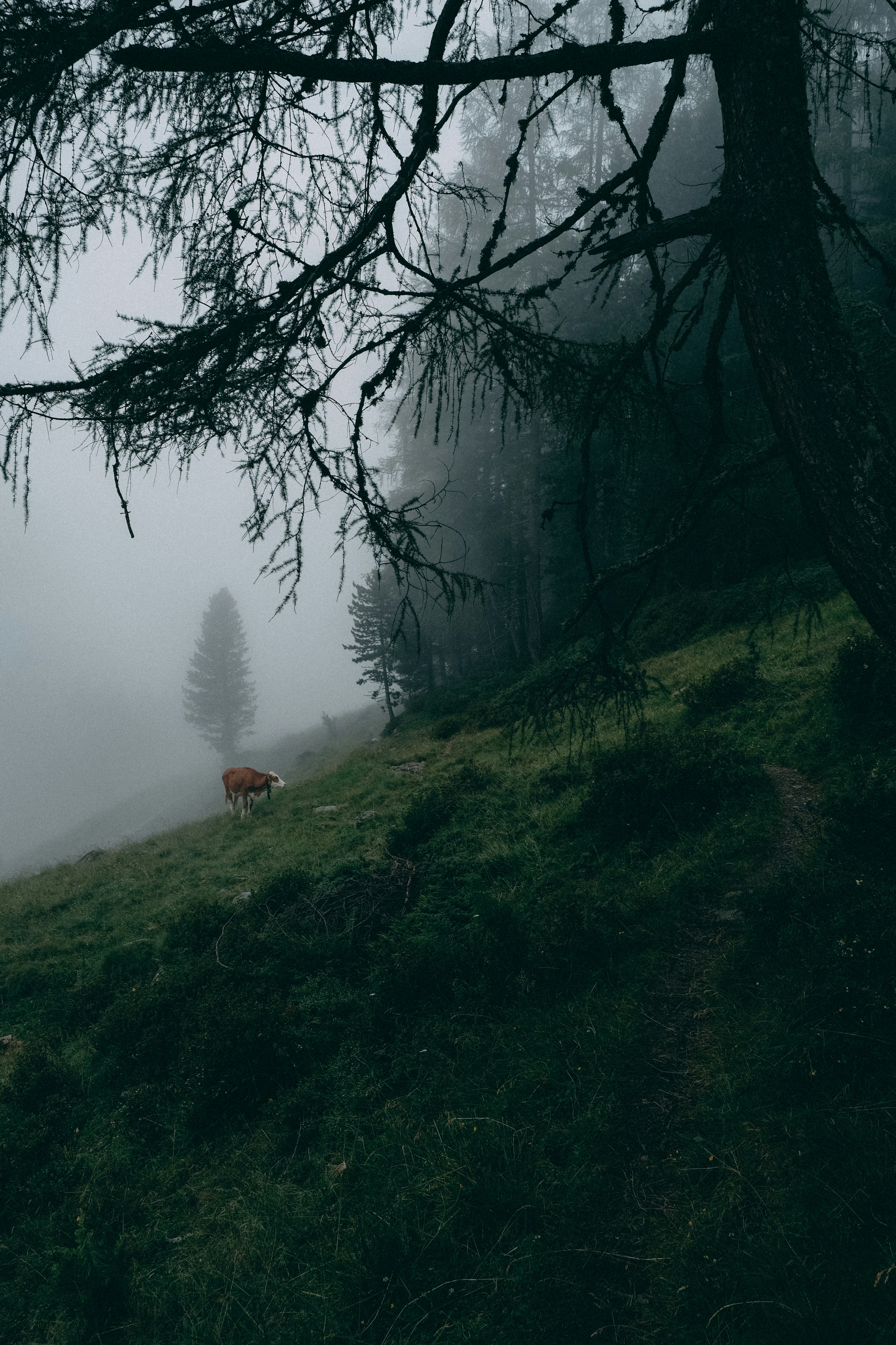Mist on the Mountain: A Lone Cow Beneath Whispering Pines
