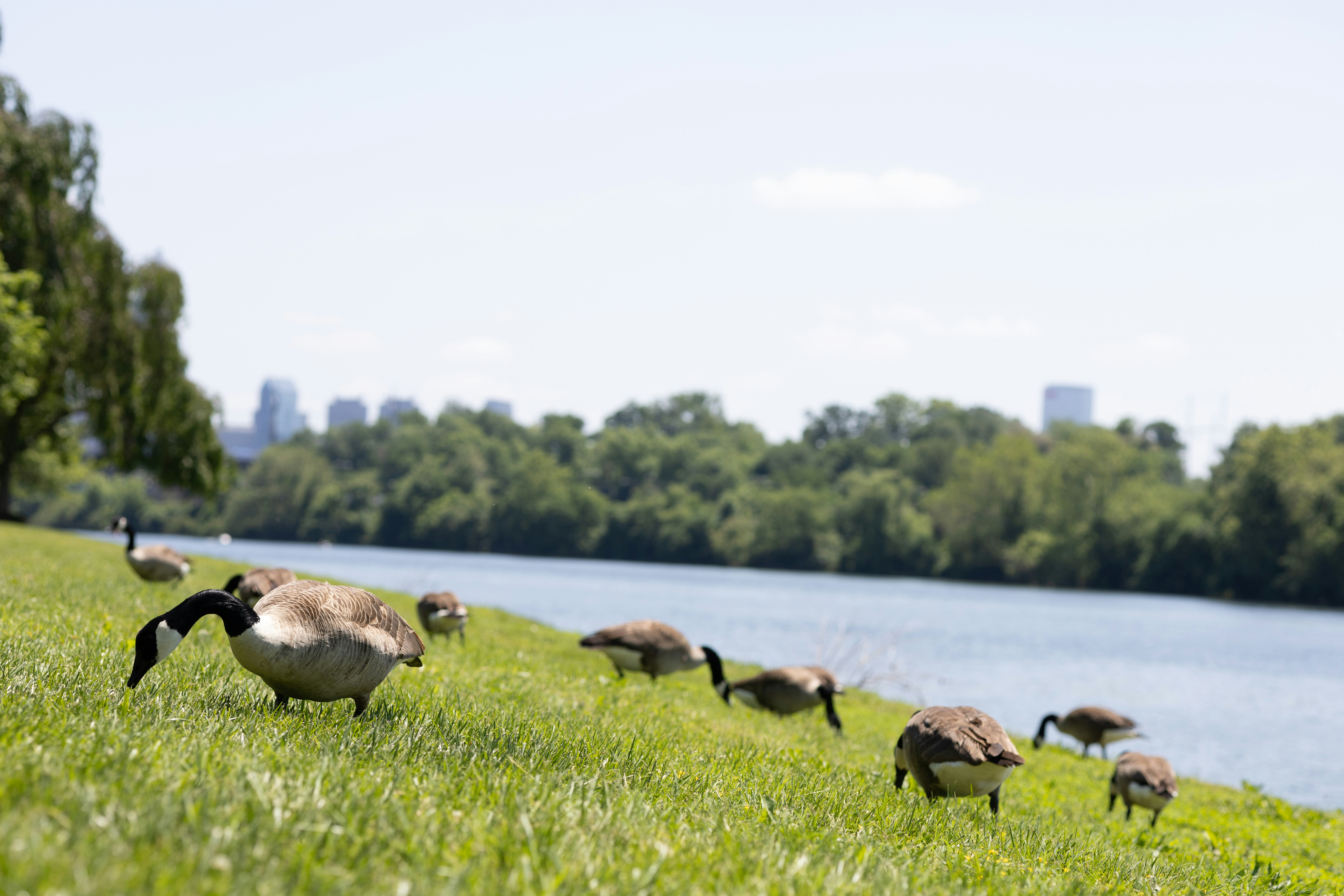 Migrating Geese Along a Sunlit Lakeside Meadow
