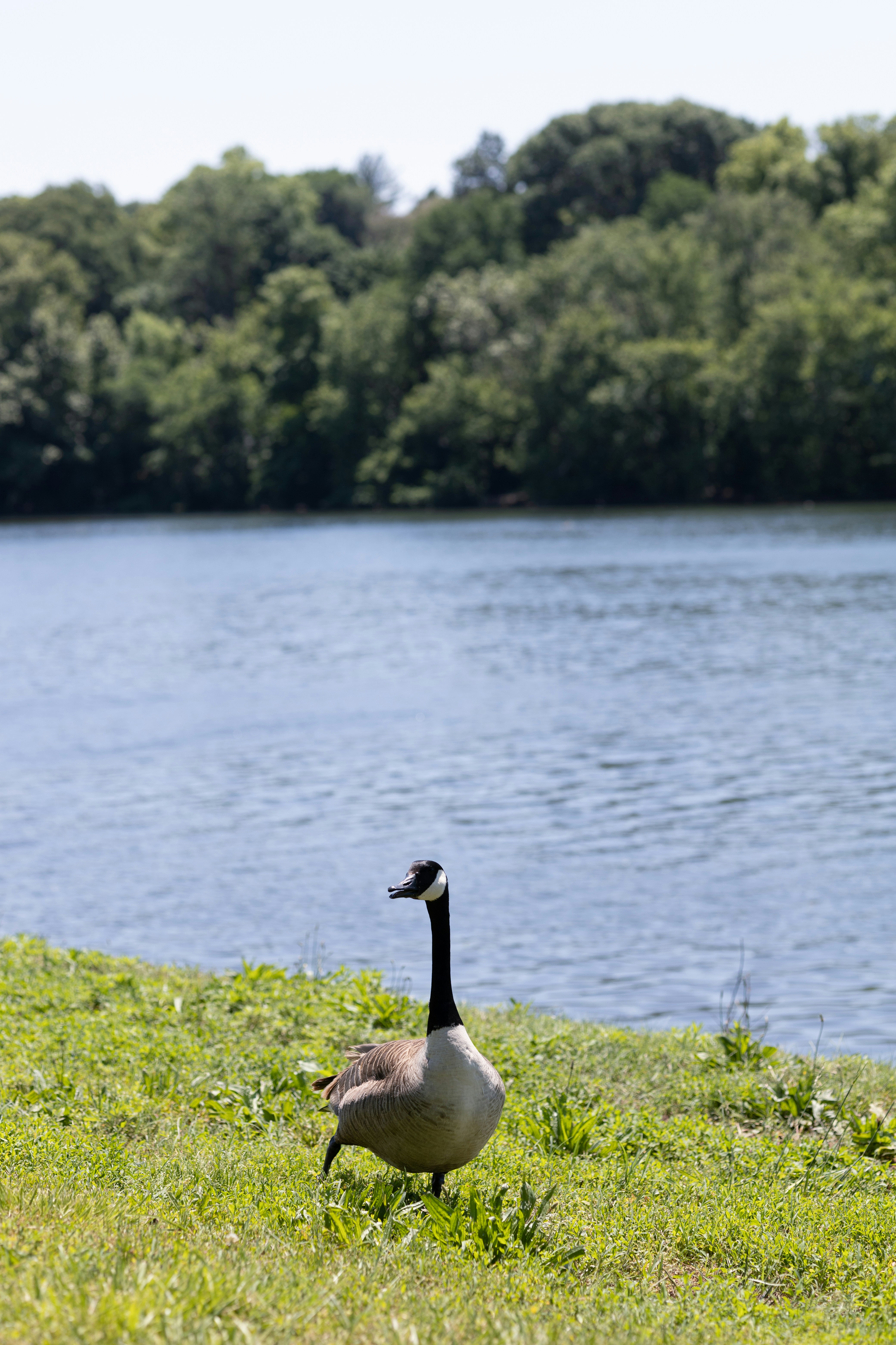 Isolated Goose on Sunlit Riverbank