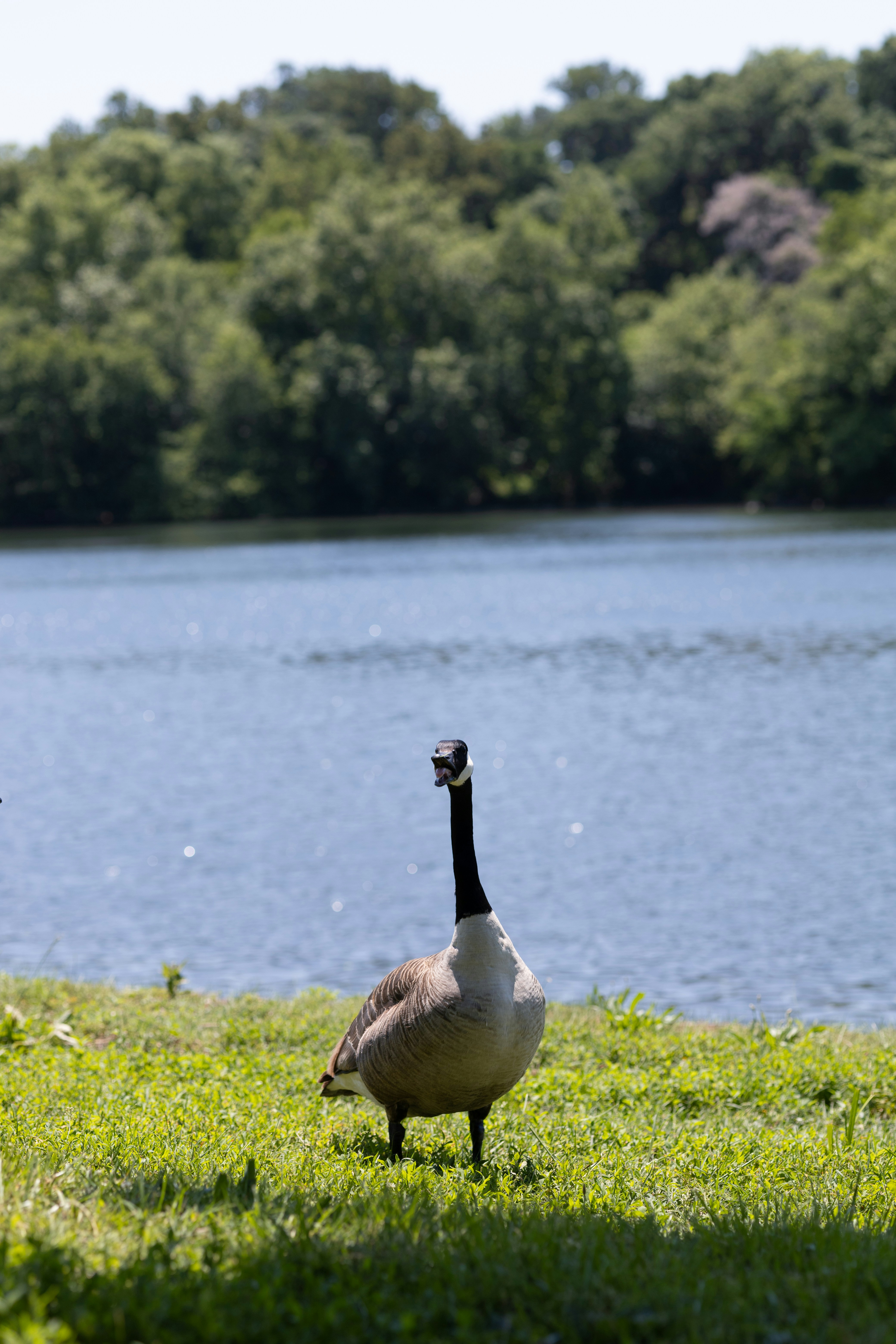 Grazing on the Green: A Canada Goose Guarded at the Lake's Edge