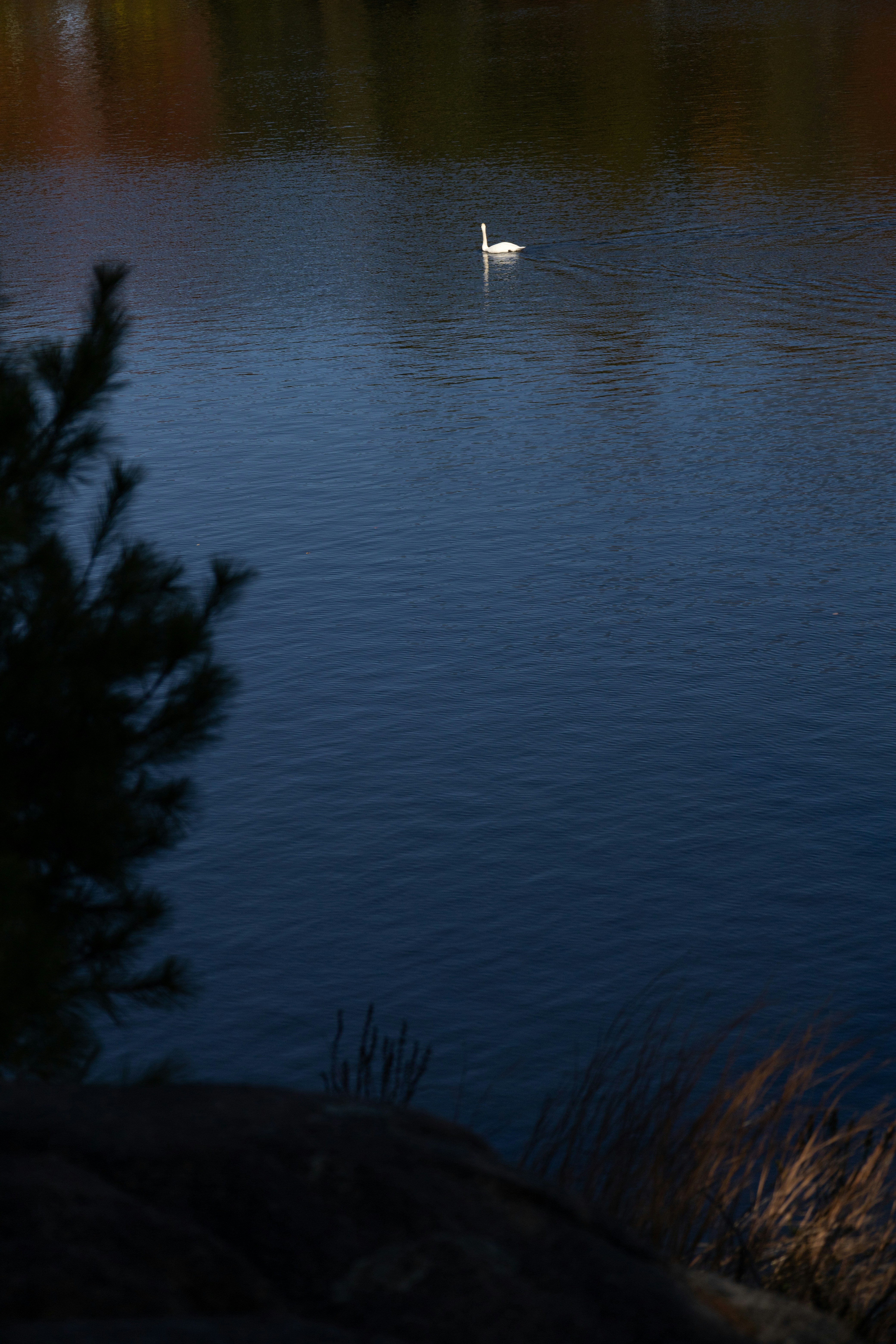 Isolated Swan on Quiet Blue Mirror