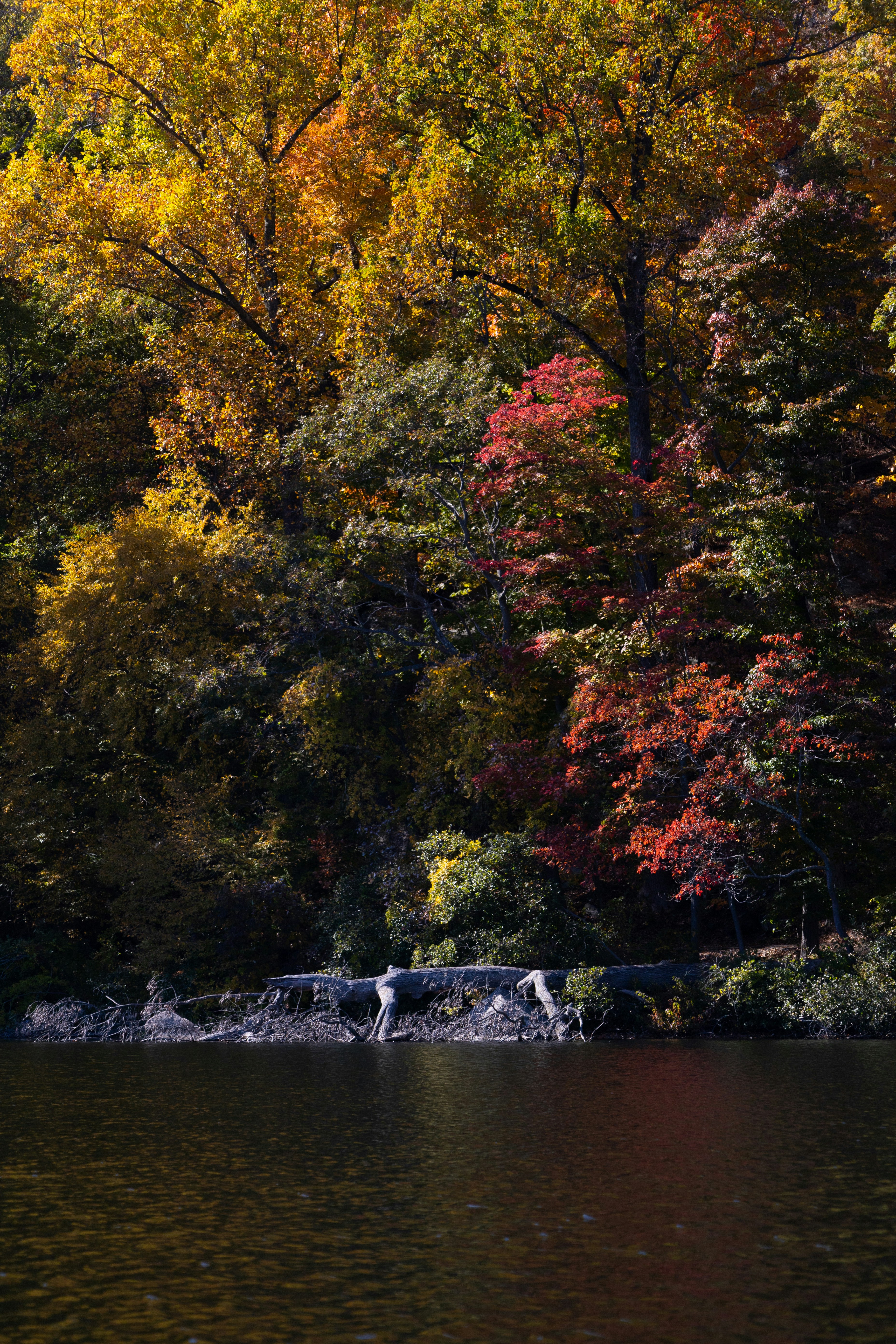 Autumn Riverbank: A Quiet Moment Among the Toned Trees