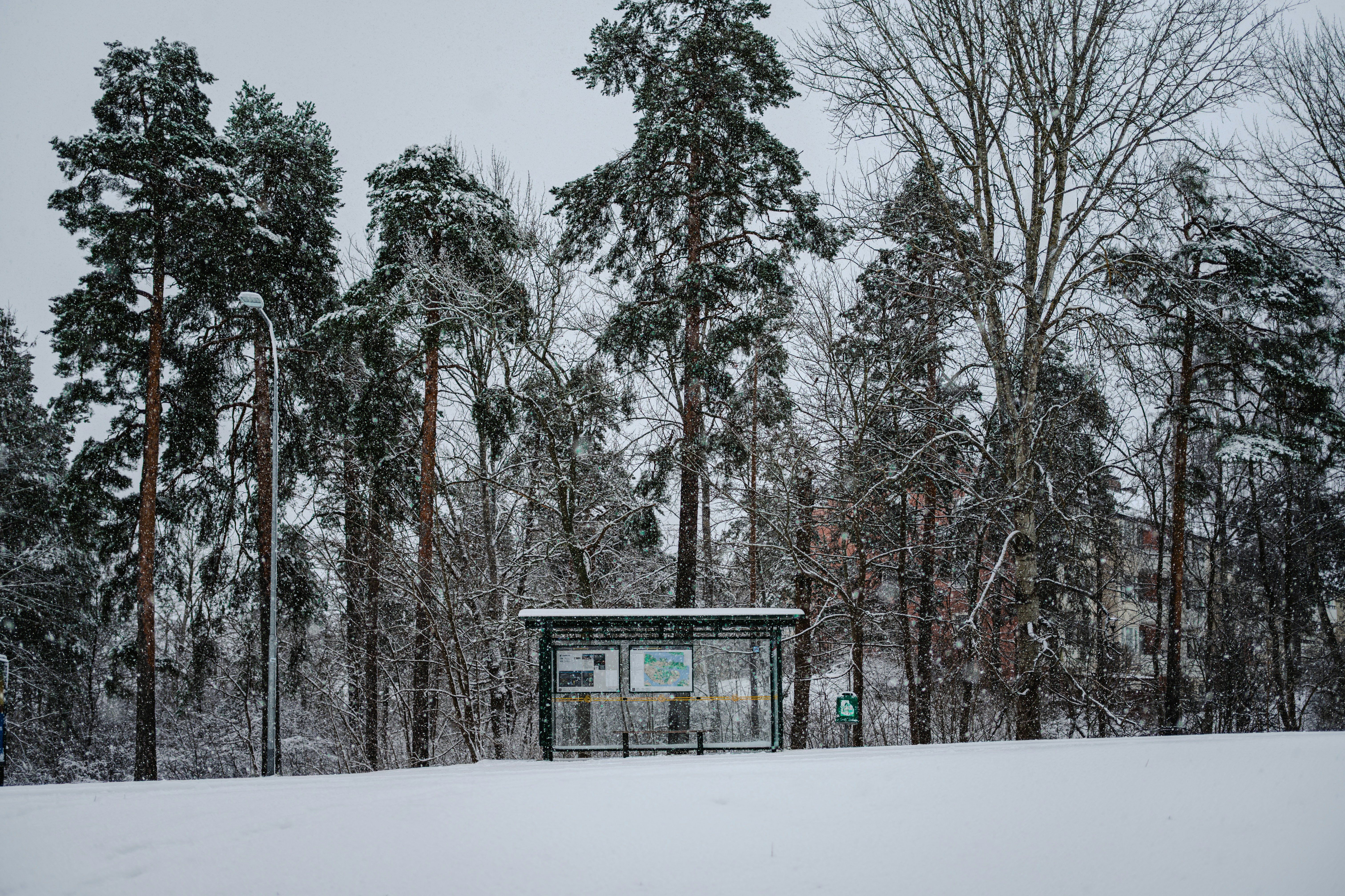 Snow-covered trees surround a glass bus stop shelter. photo – Free ...