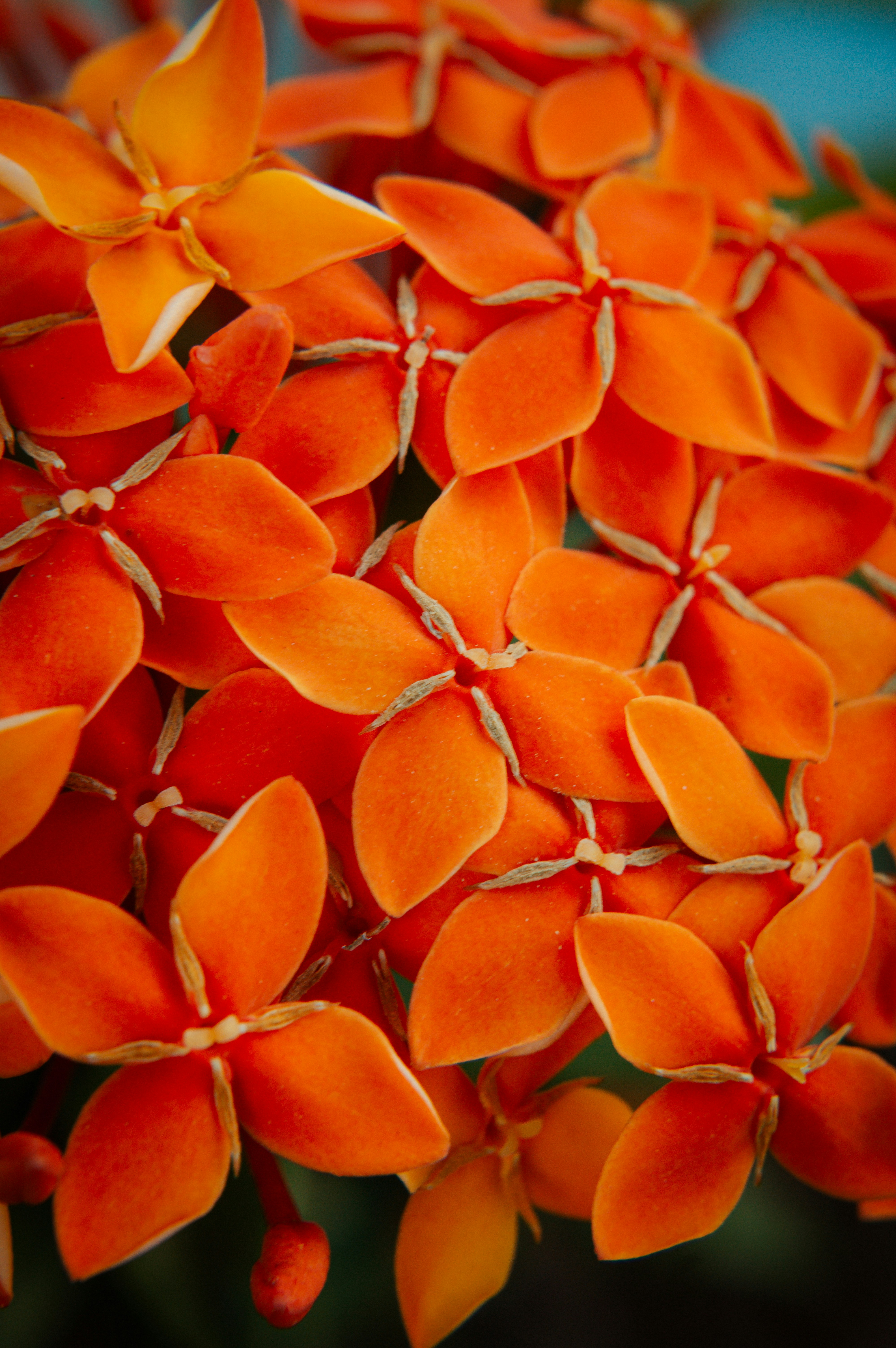 Vibrant Orange Blossoms Clustered in Bloom