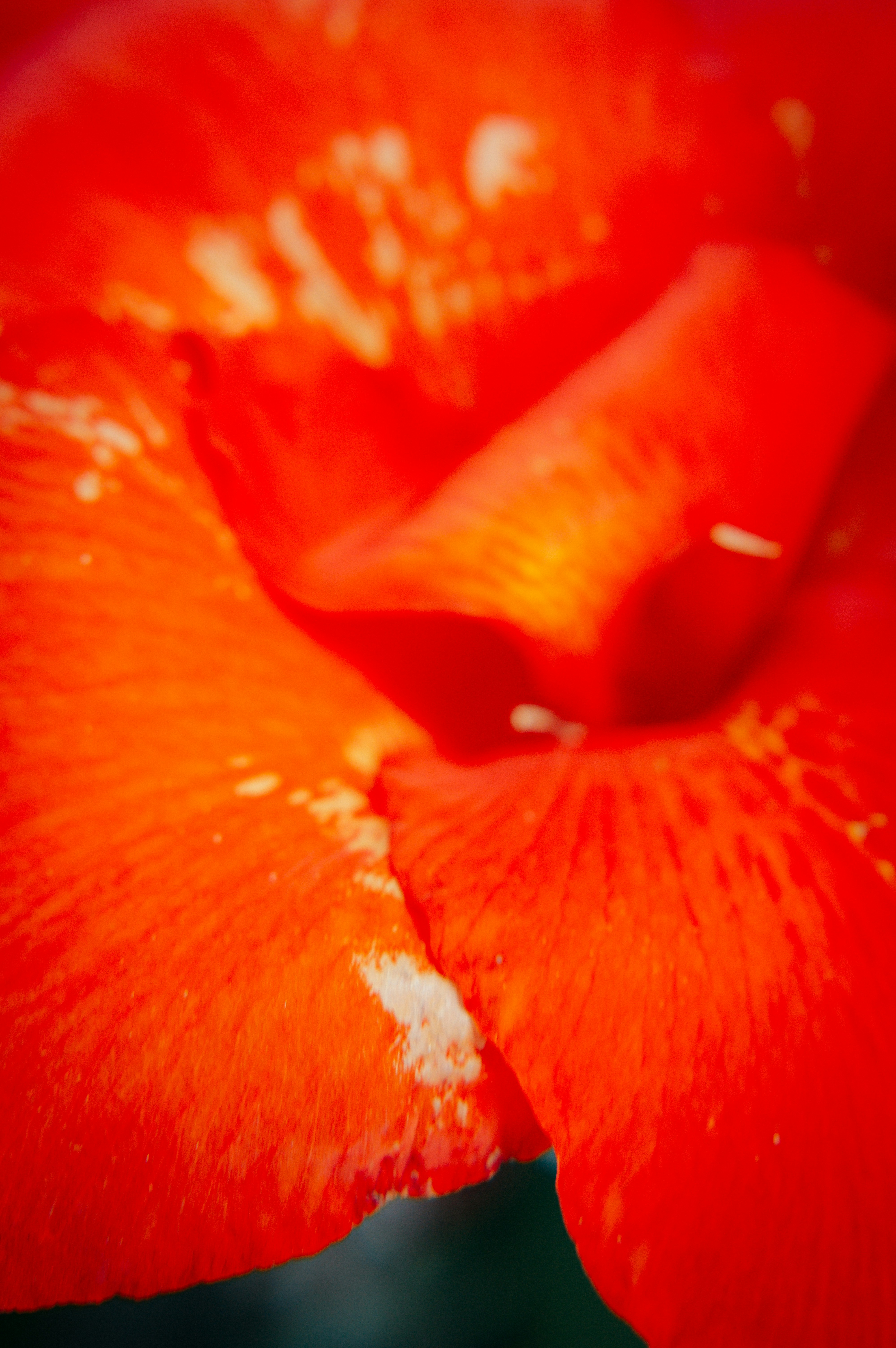 Crimson Petal: An Intimate Macro Peek into Floral Veins