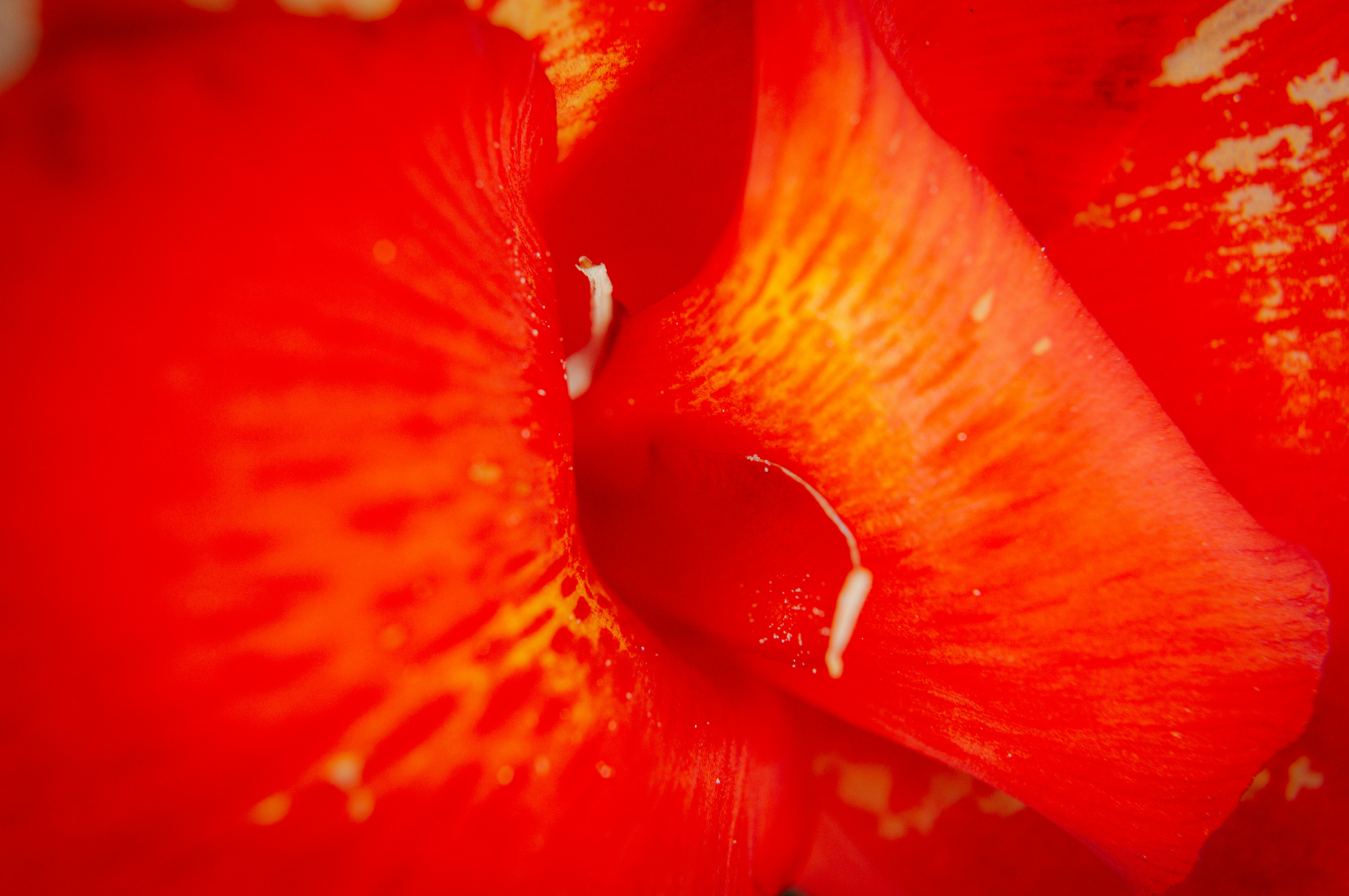 Crimson Petal Fold: A Macro Portrait of Red Petal Textures