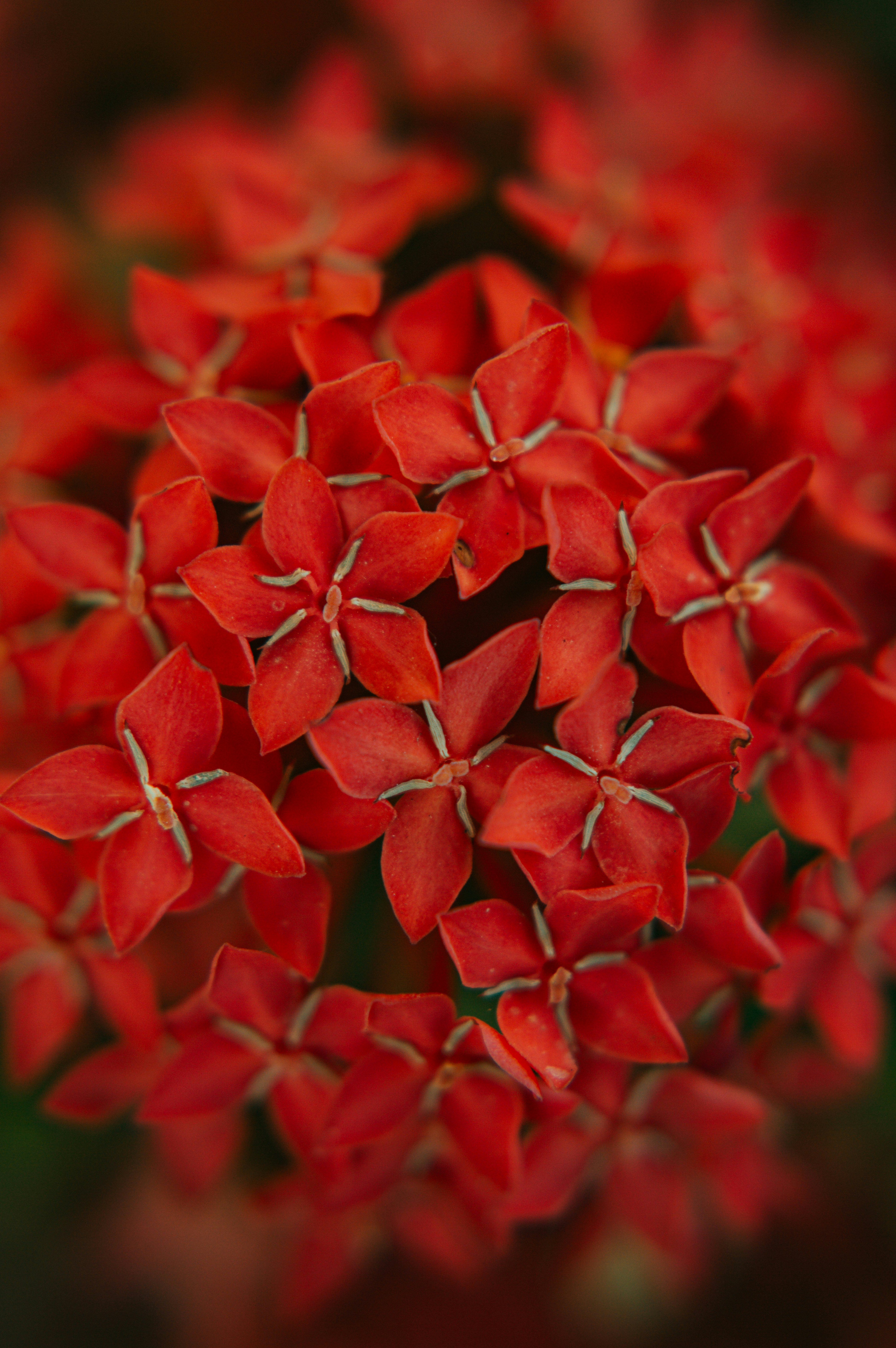 Crimson Cluster: a Macro Portrait of Red Pentagonal Flowers