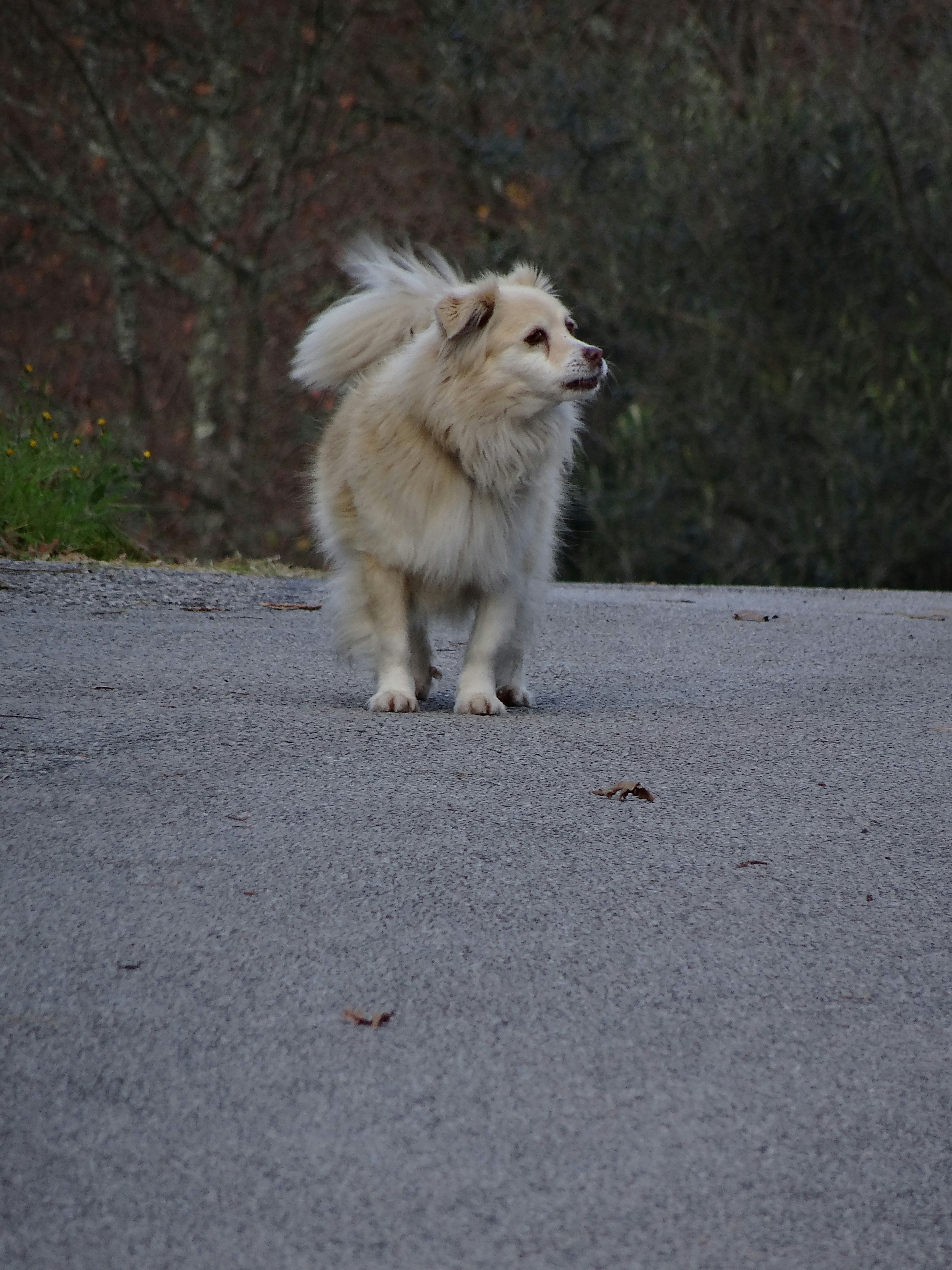 A fluffy white dog stands on a paved surface.