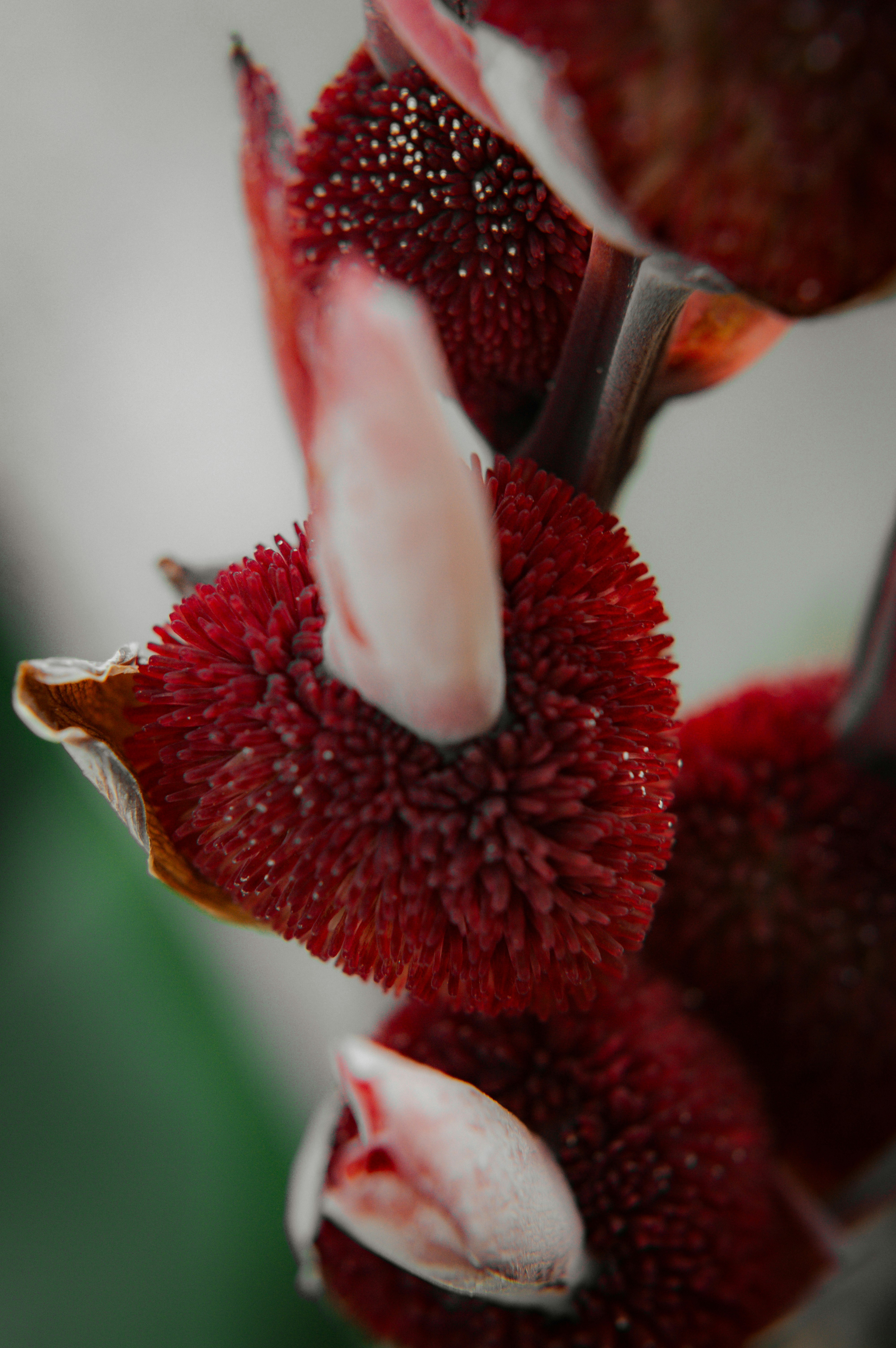 Deep Red Pollen Heart: A Macro Study of Silky Stamen Texture