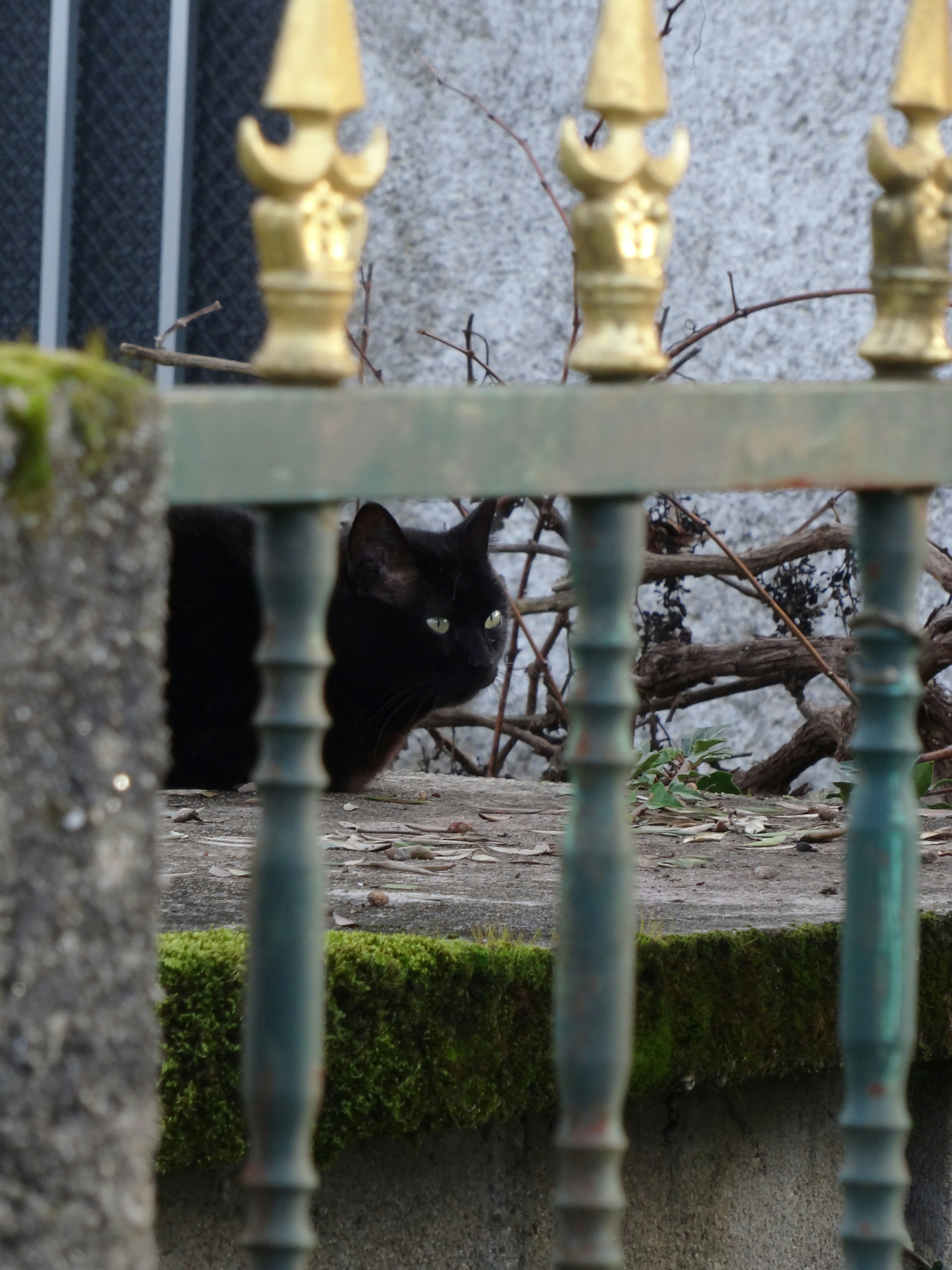 A black cat peeks through a decorative fence.