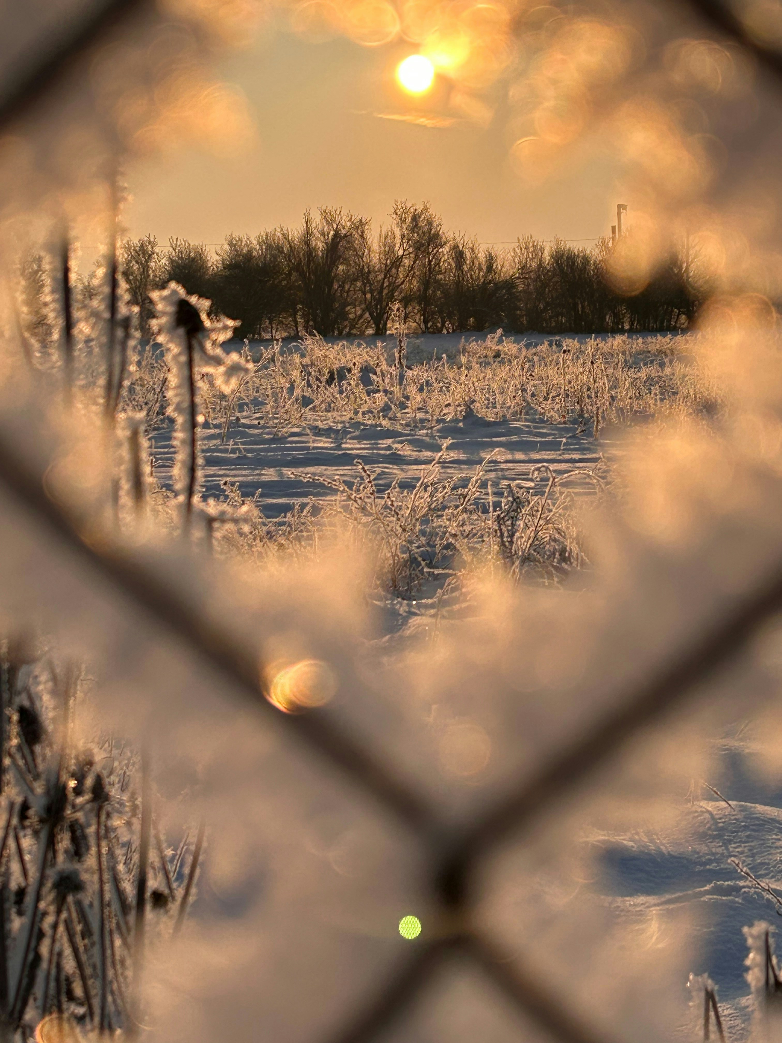 Sunlit frost maze: a winter field framed by a diamond lattice