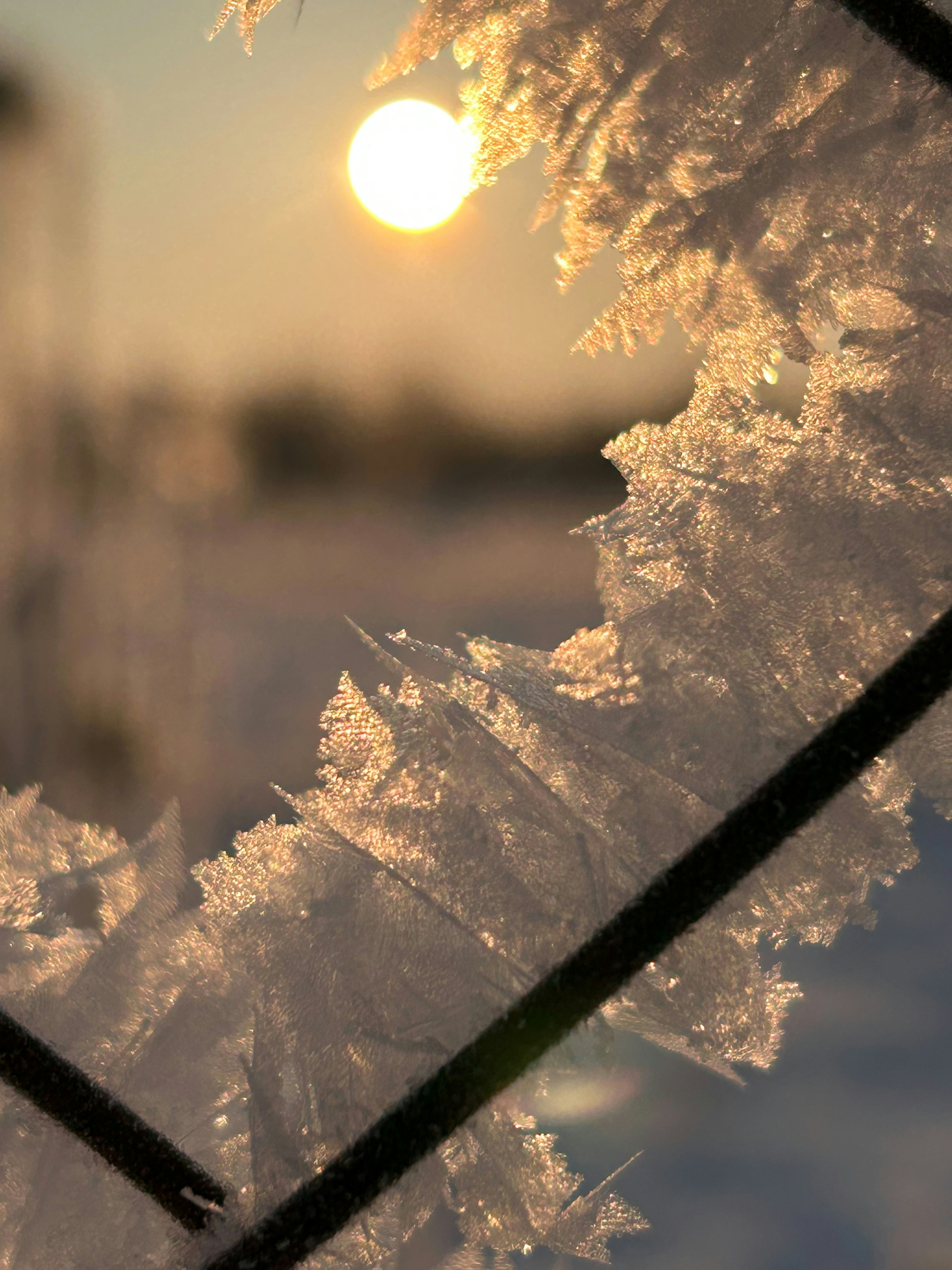 Sunlit Frost Fractals on Cold Wire