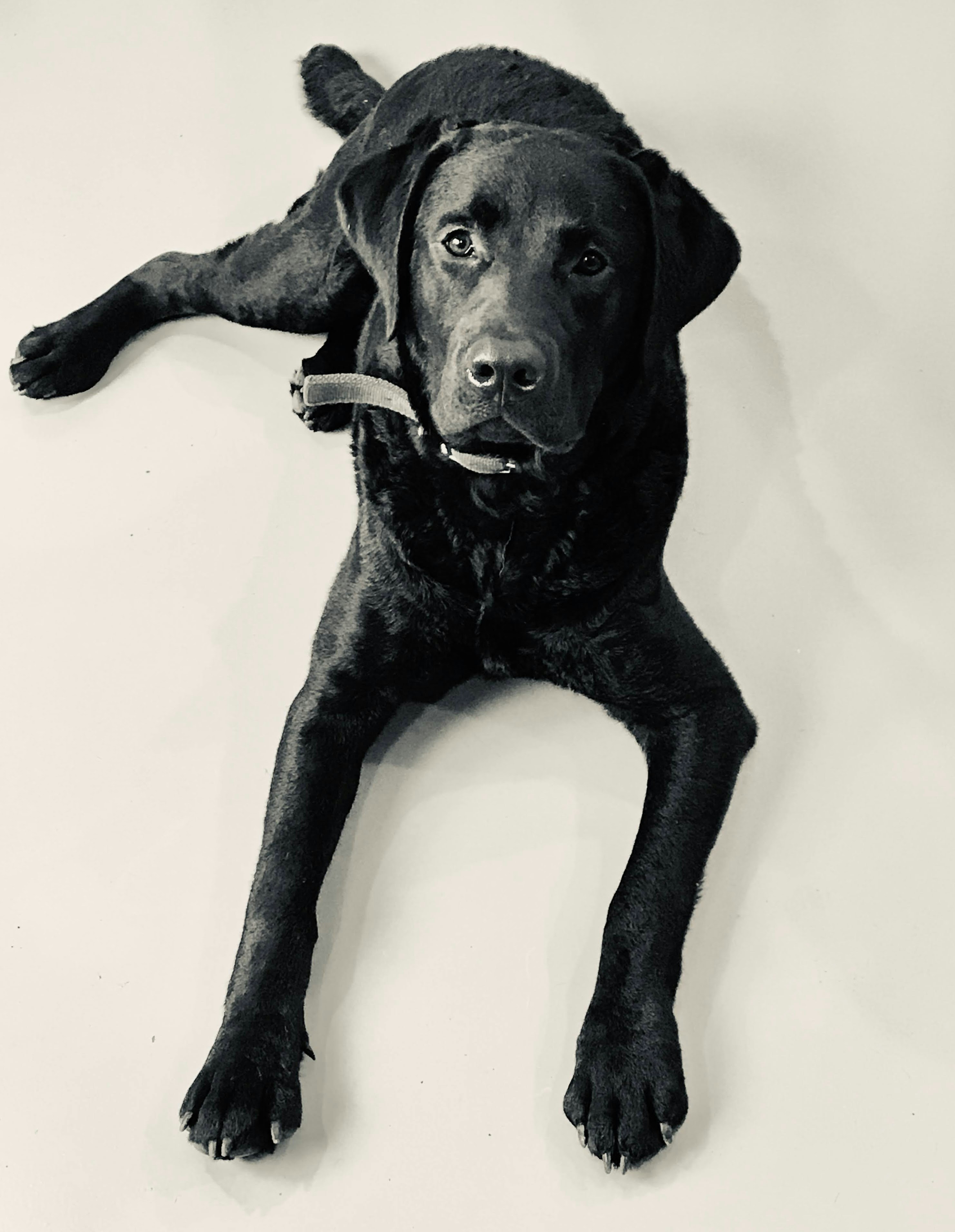Lying Black Labrador Gaze: A Quiet Moment on Light Floor