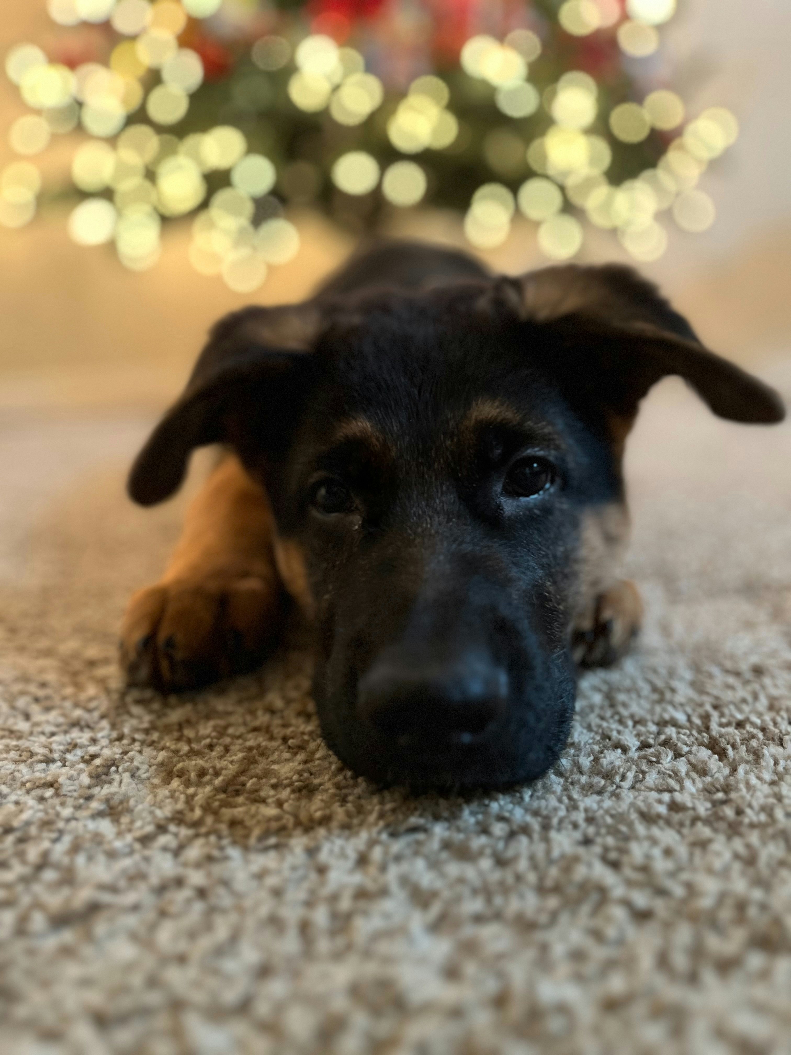 Cozy Pup under Warm Holiday Lights