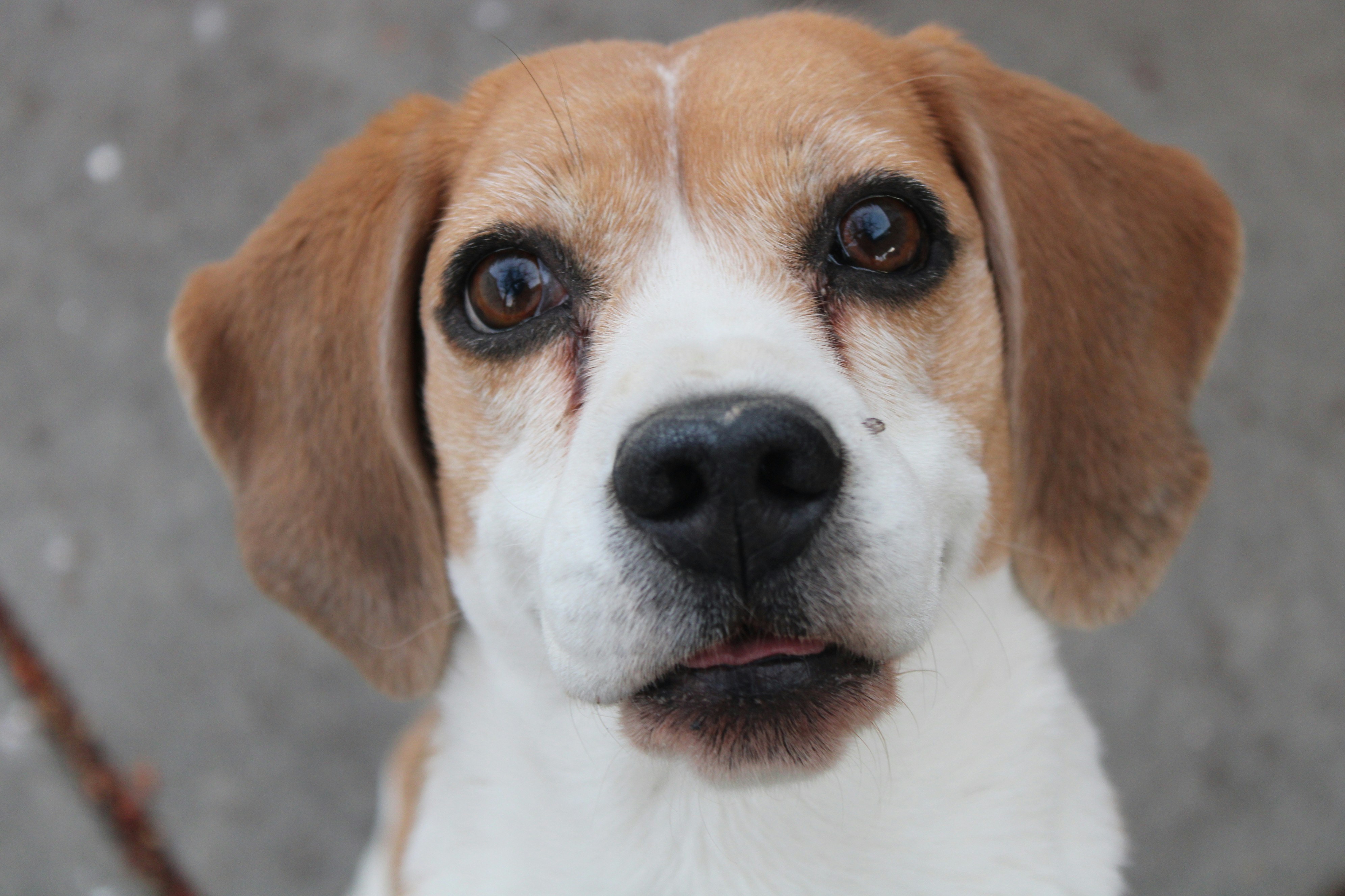 Close-Up on a Curious Beagle: Expressive Gaze and Wet Nose