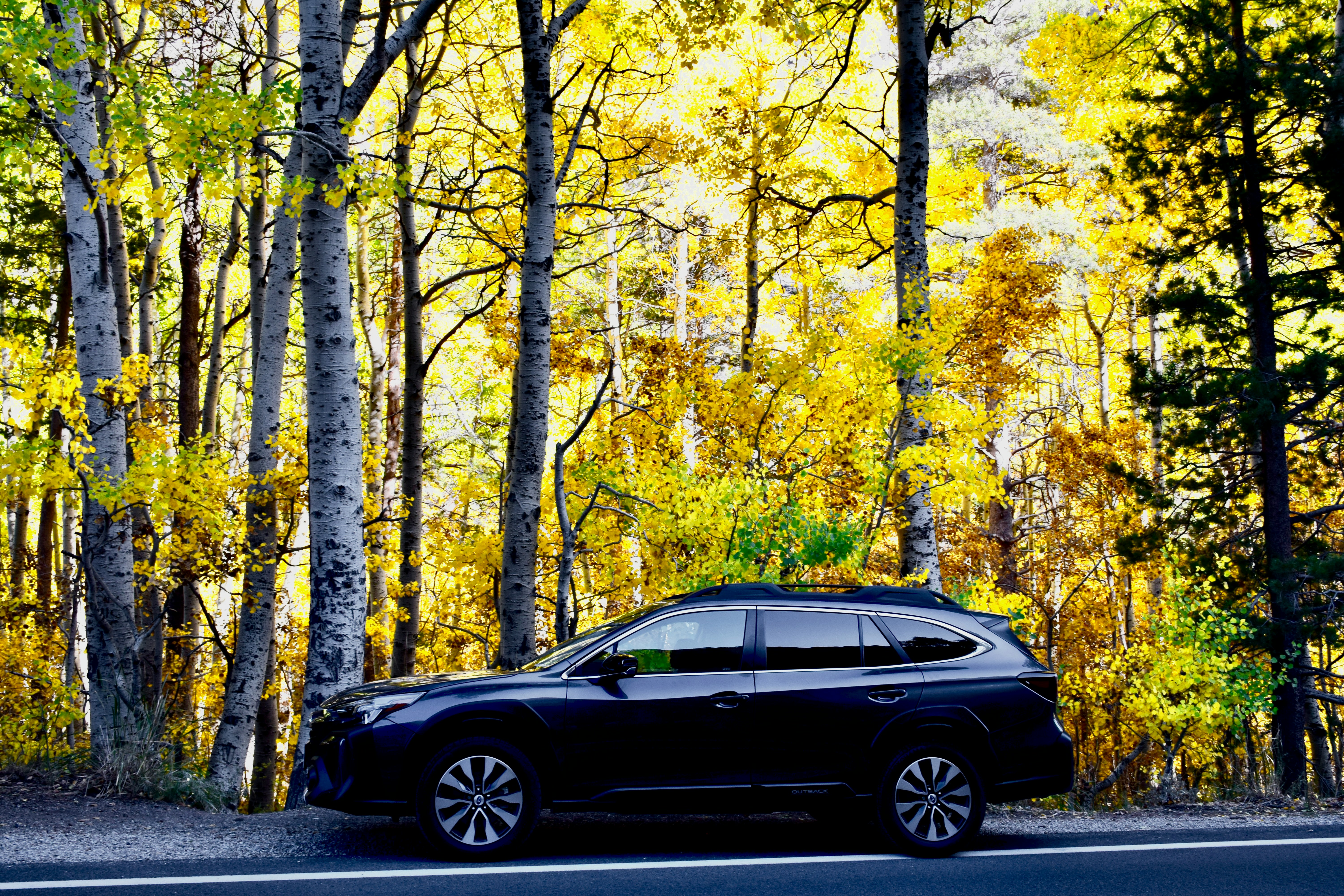 Midday Serenity: A Dark Blue SUV Quietly Steals Through a Canopy of Autumn