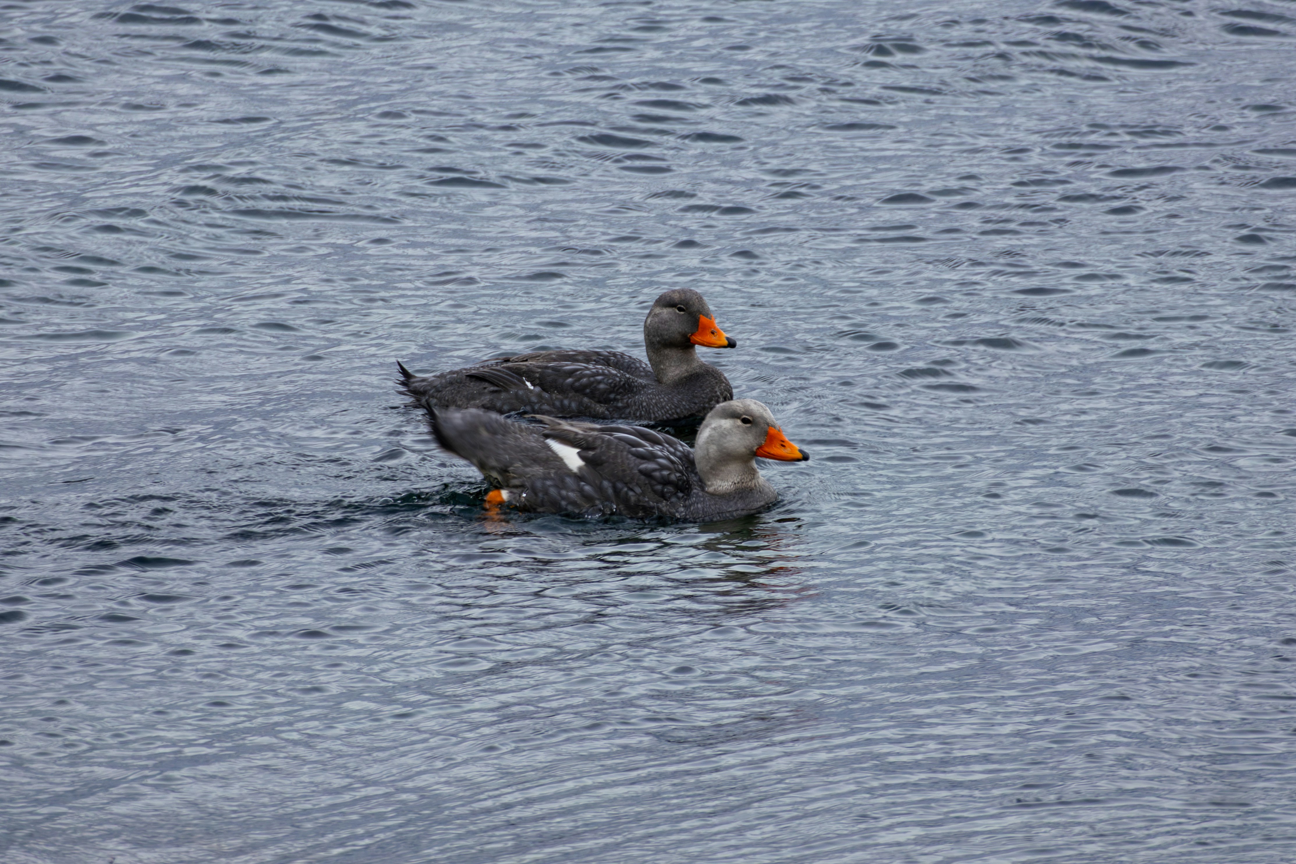 Two Greylag Geese Glide in Quiet Water
