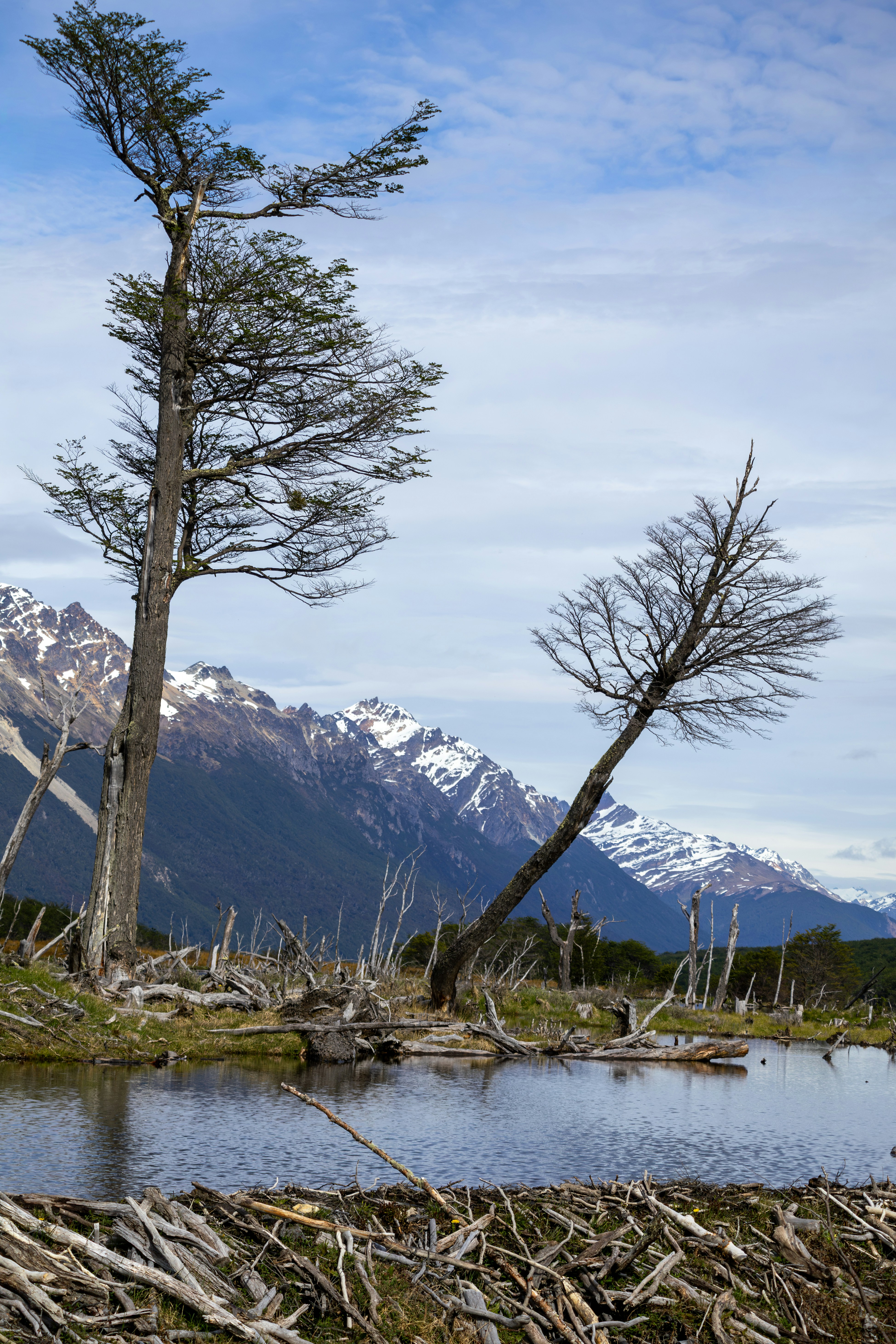 Windward Pines: A Lone Tree Between Snow-Kissed Peaks
