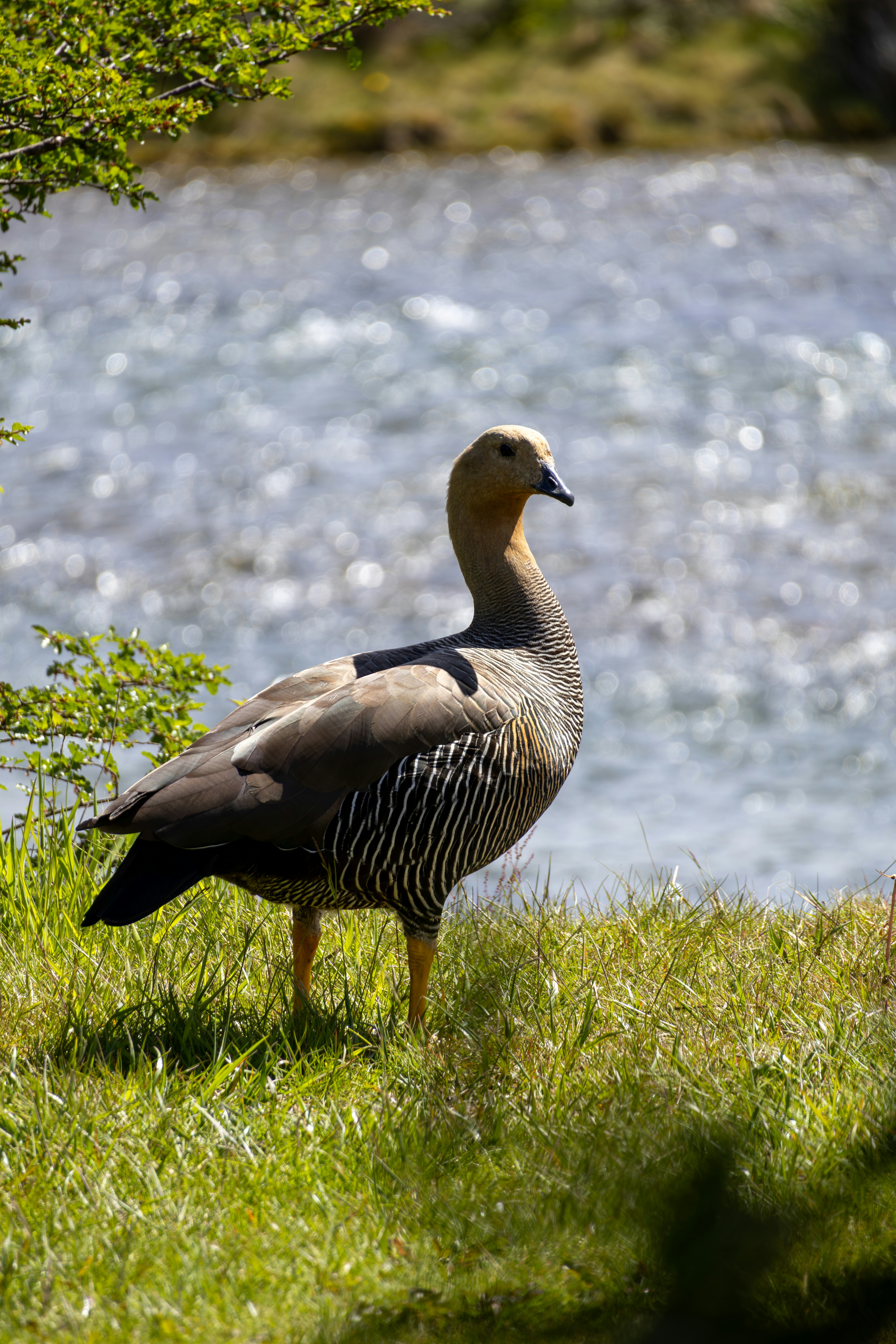 Graceful Goose by the Riverbank