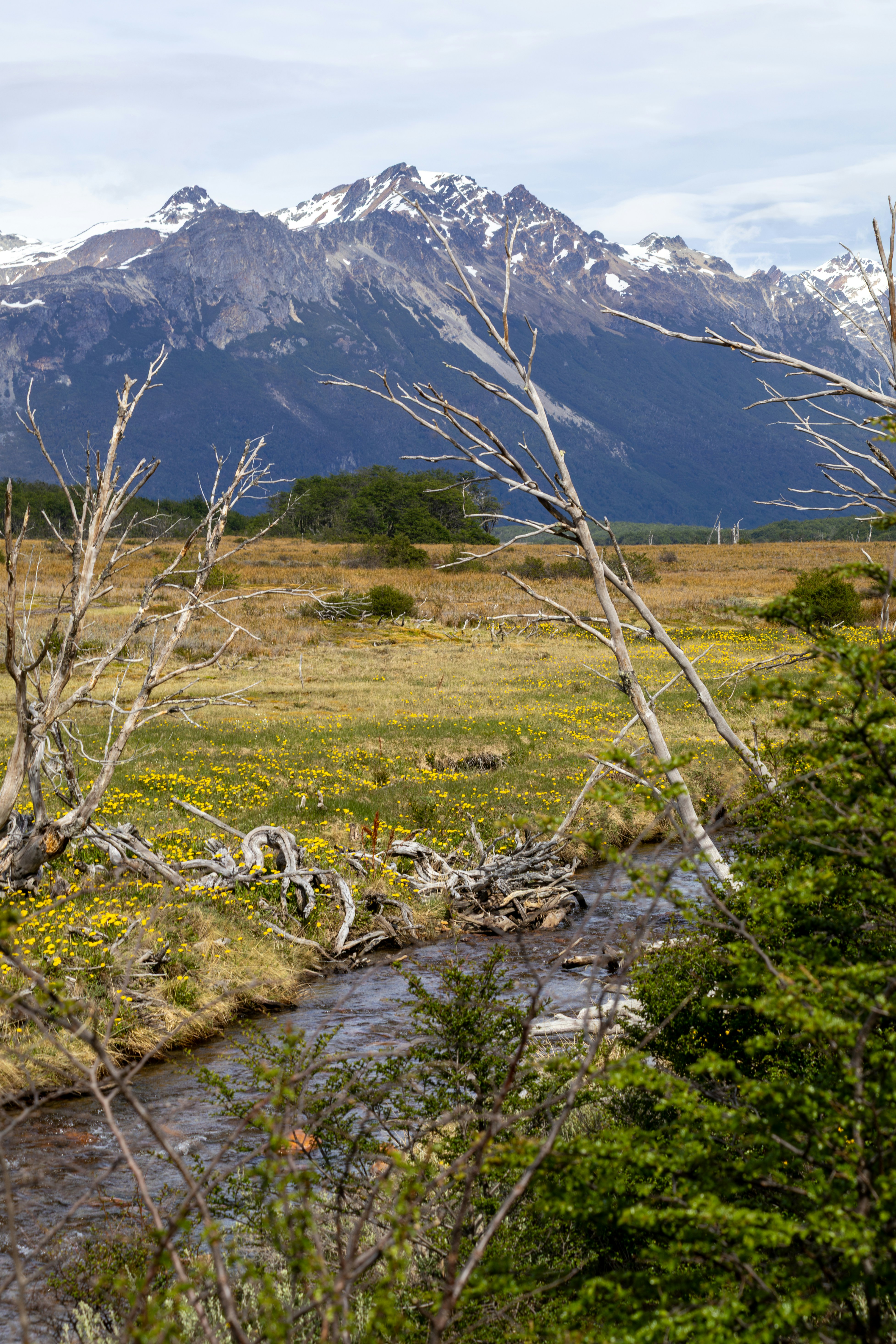 Snow-topped Peaks Over a Wildflower Meadow with Ghostly Branches