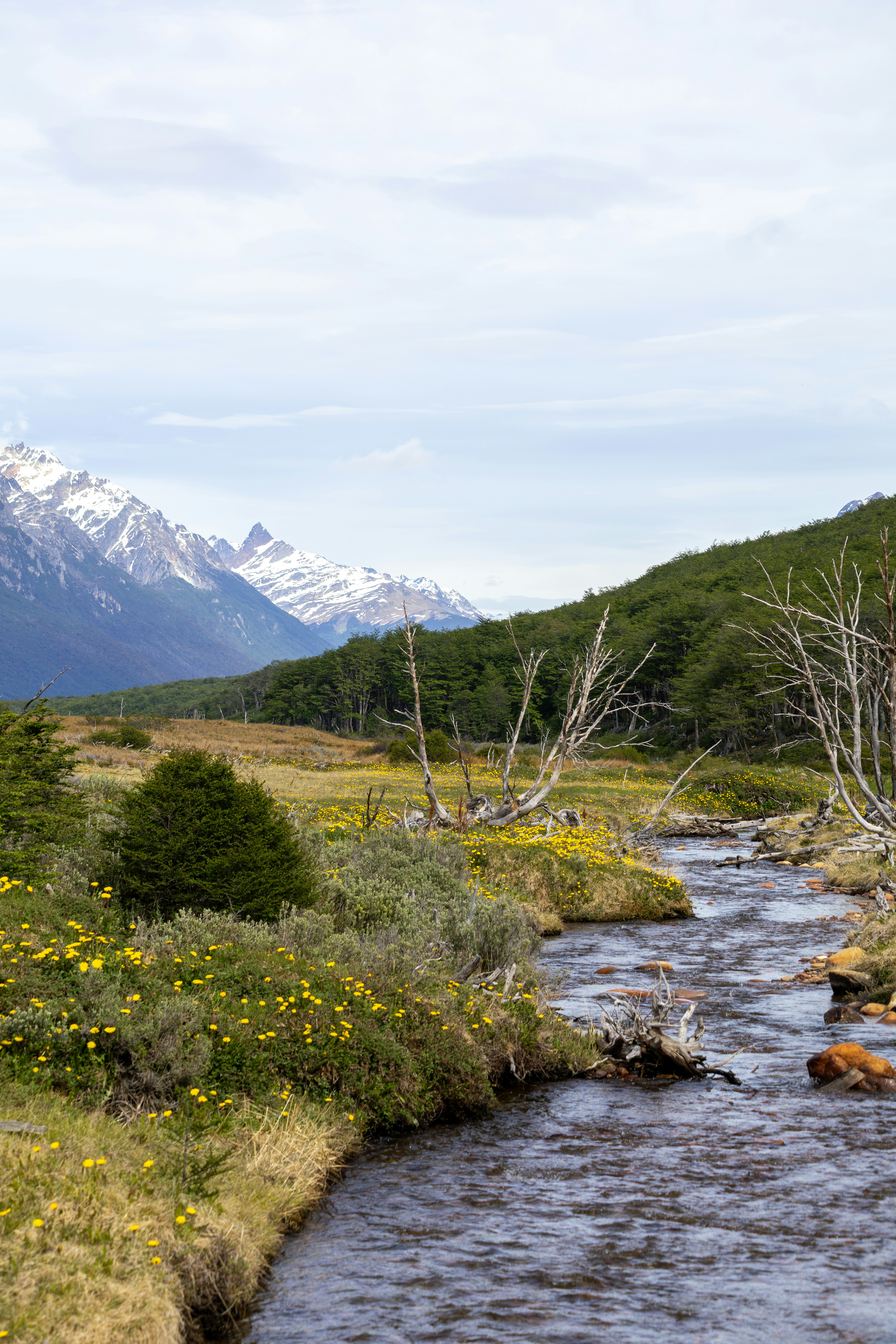 Meandering Creek Through Alpine Meadow