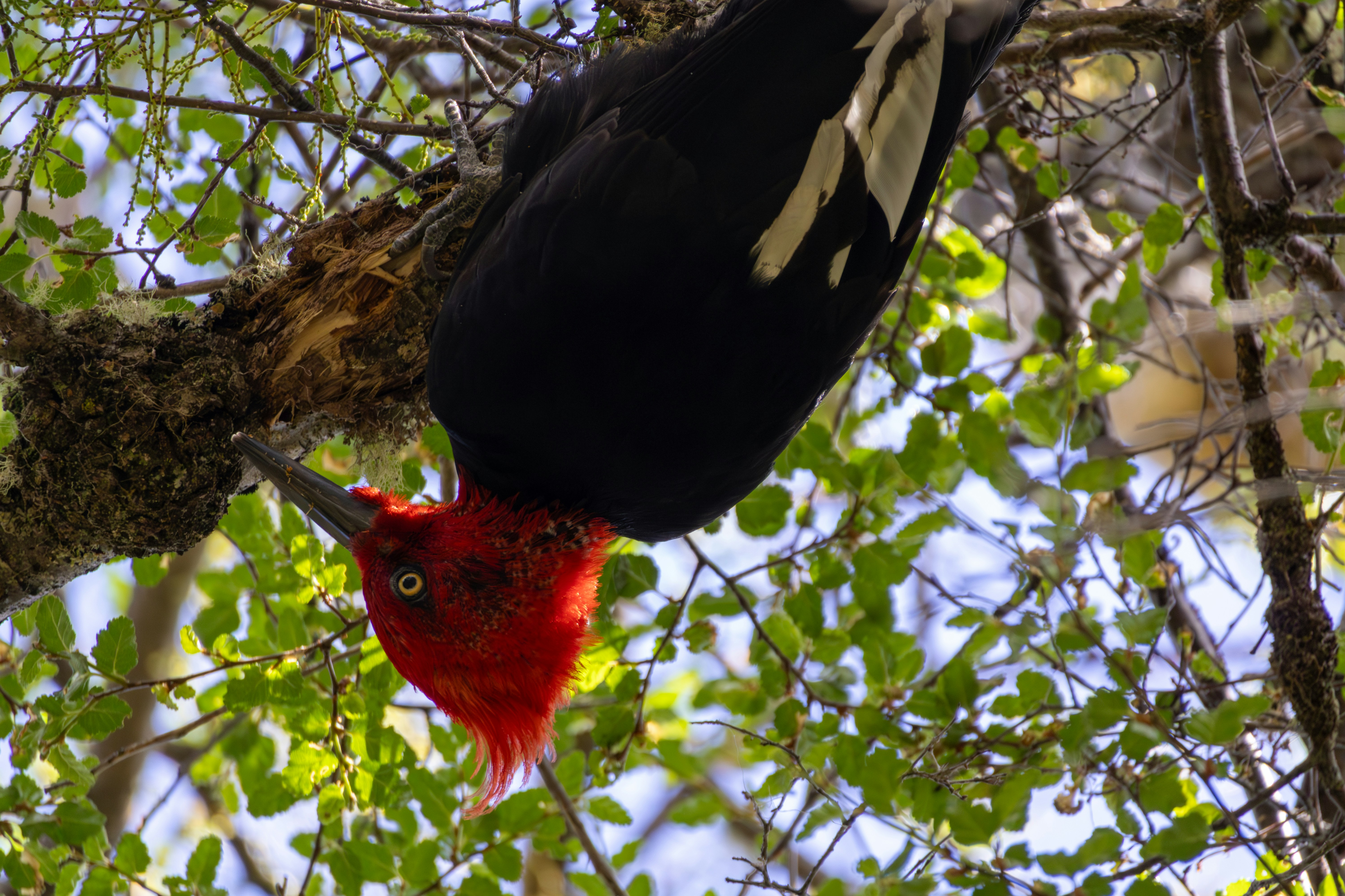 Upside-Down Crimson Crown in a Canopy