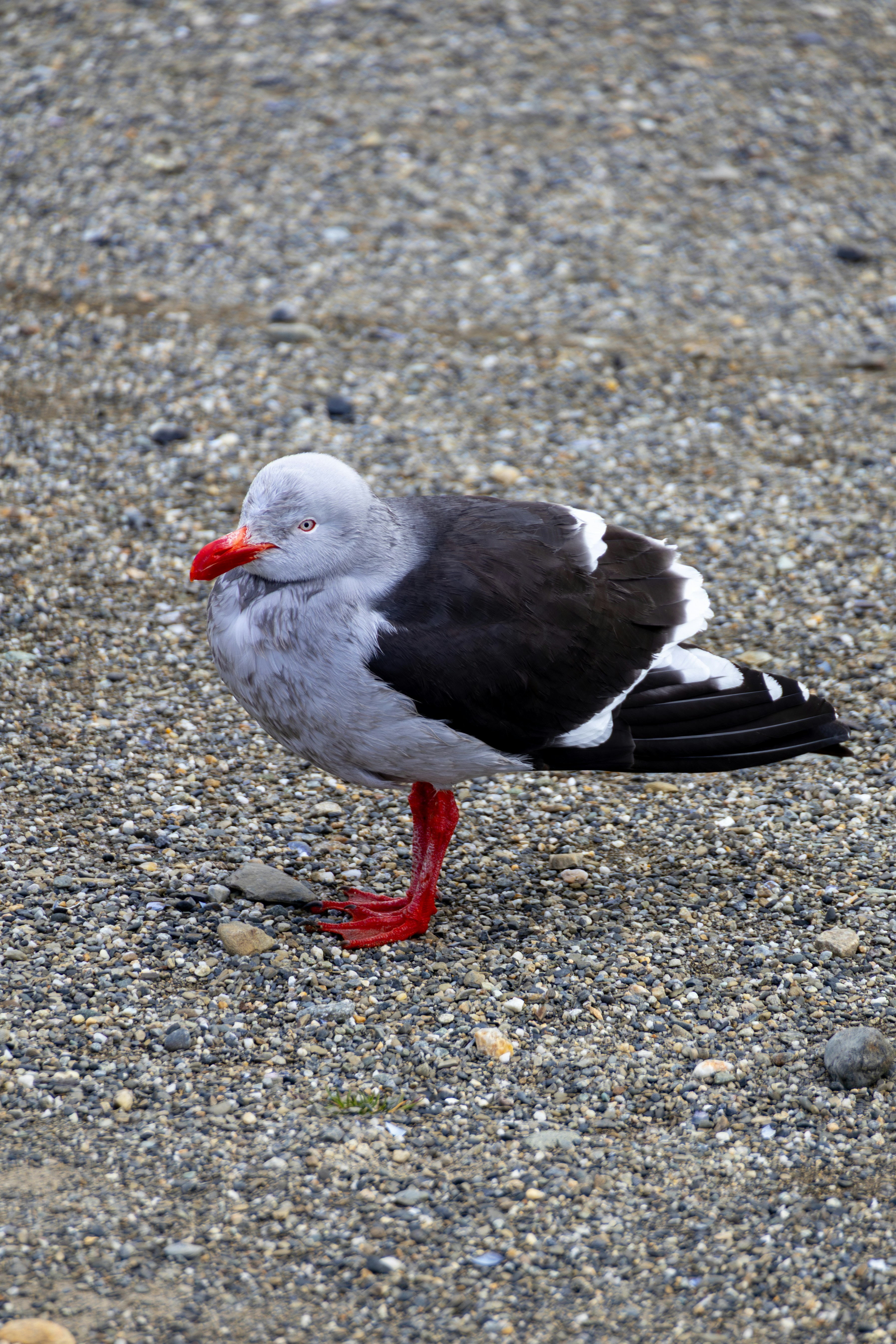 Red-footed seabird on pebbled shore with gray plumage and black wings