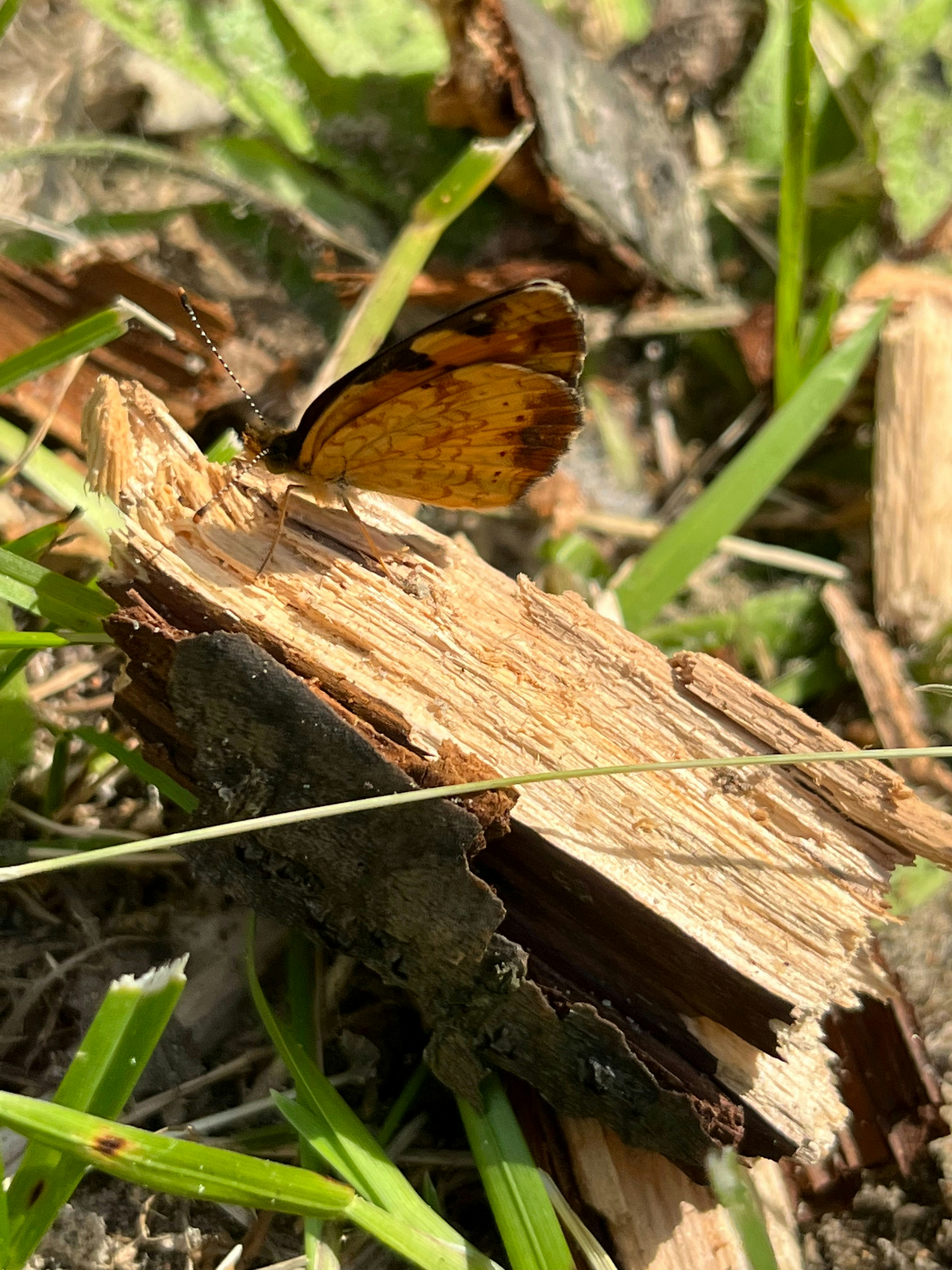 Amberwing on a Splintered Log