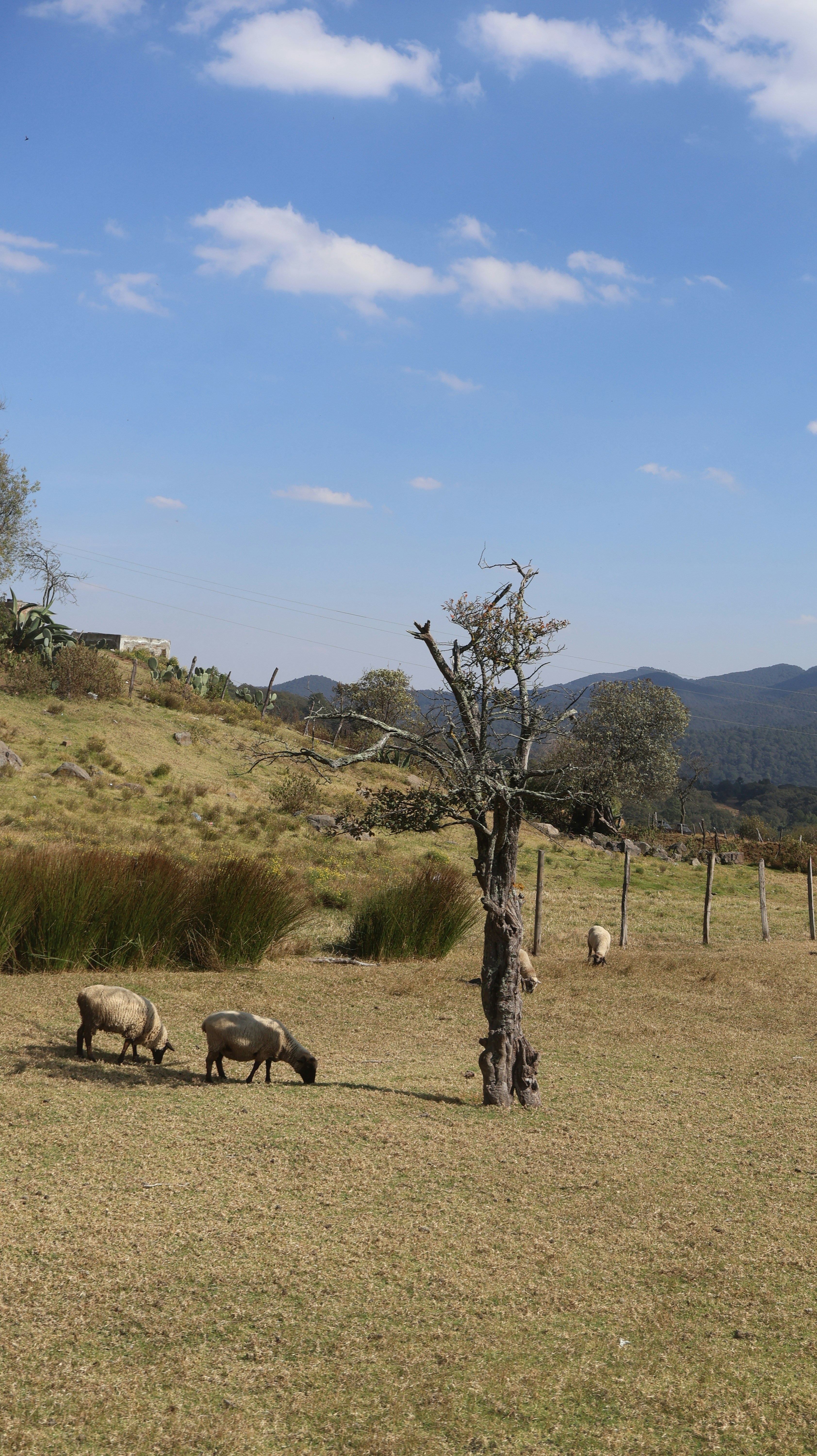 Pasture Sentinel: A Windswept Tree and Grazing Pigs under a Quiet Blue Sky