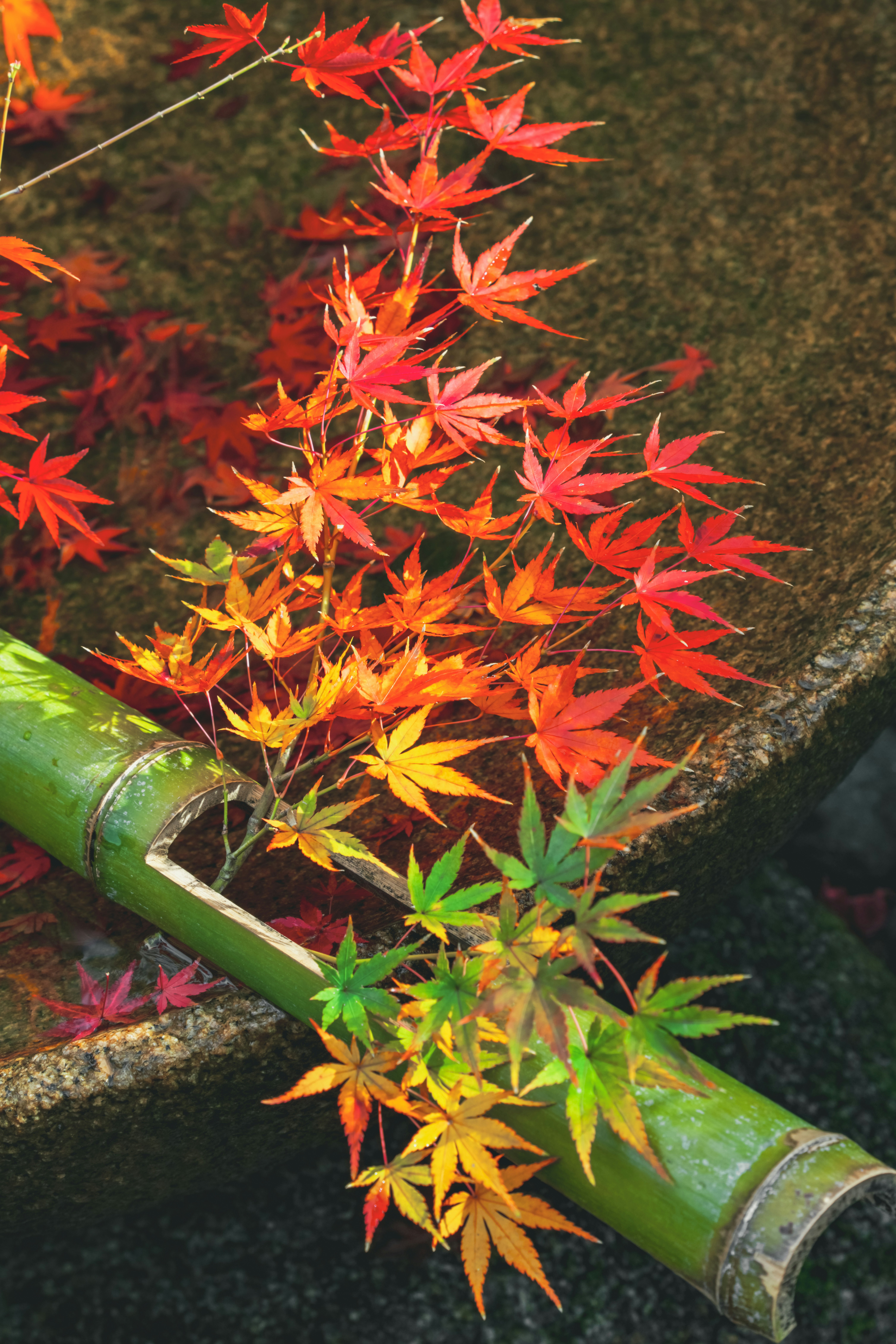 Crimson Leaves Weaving Through a Green Bamboo Rail