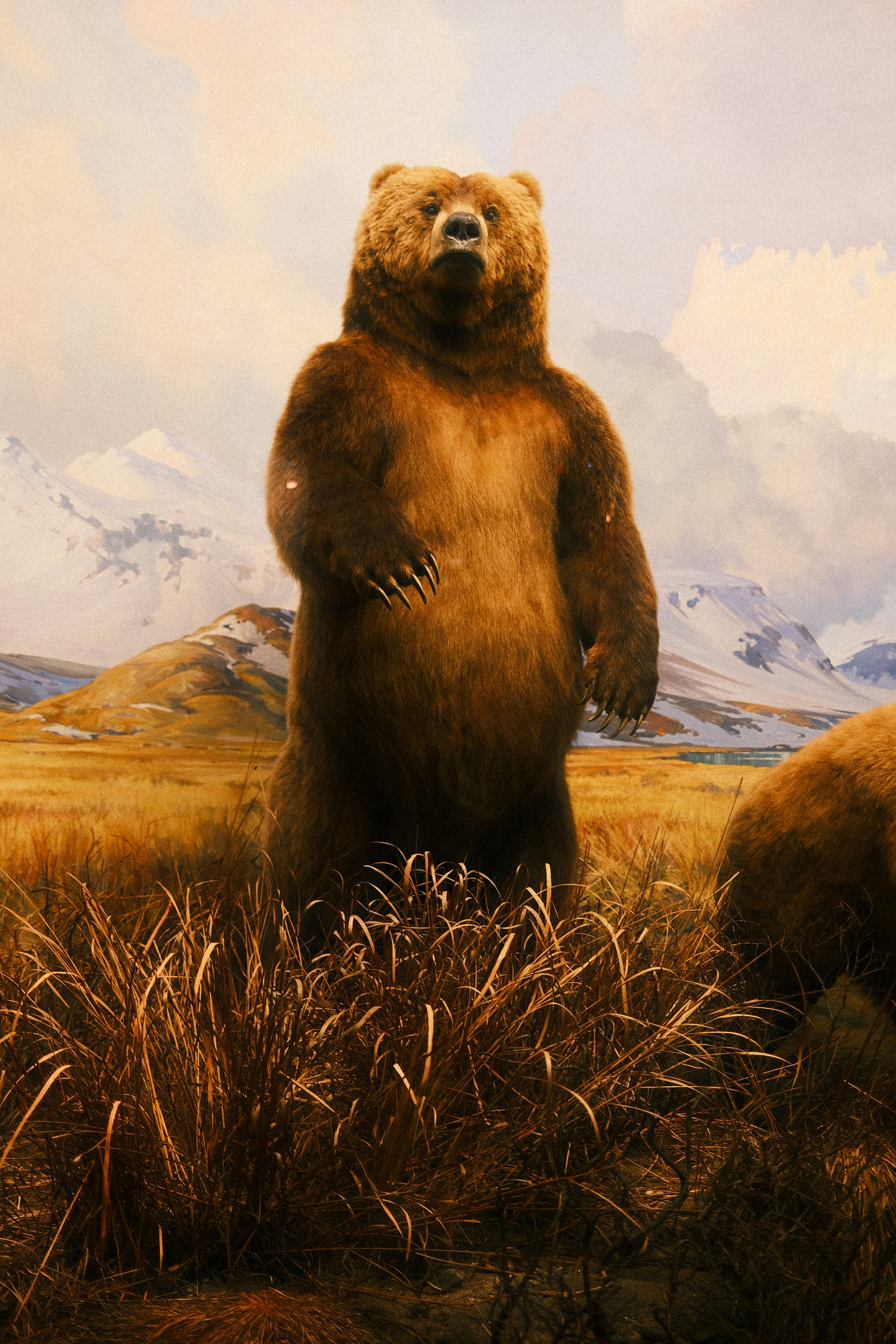 Stand of the Glacier Bear: A Sentinal in Golden Grasslands