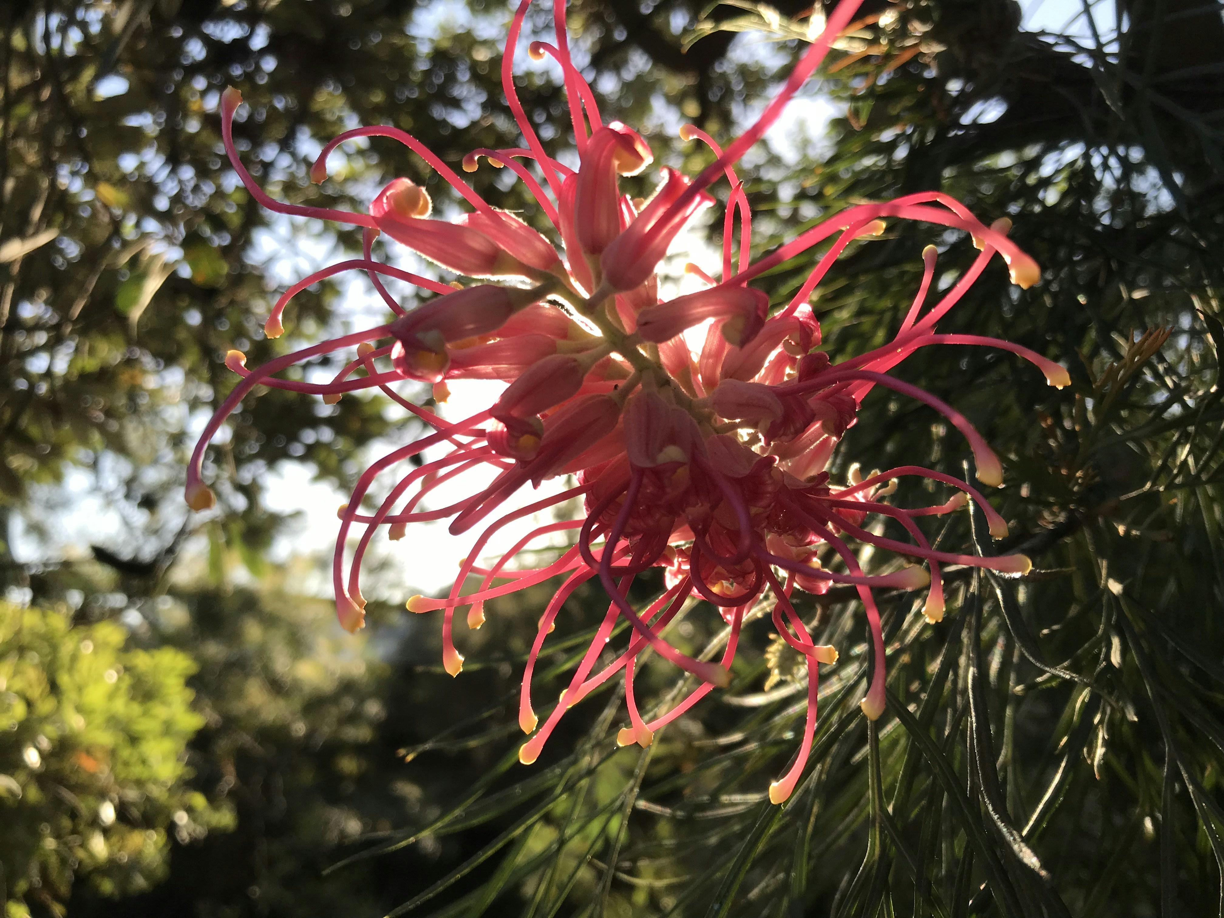 Crimson Spiderflower in backlit garden glow