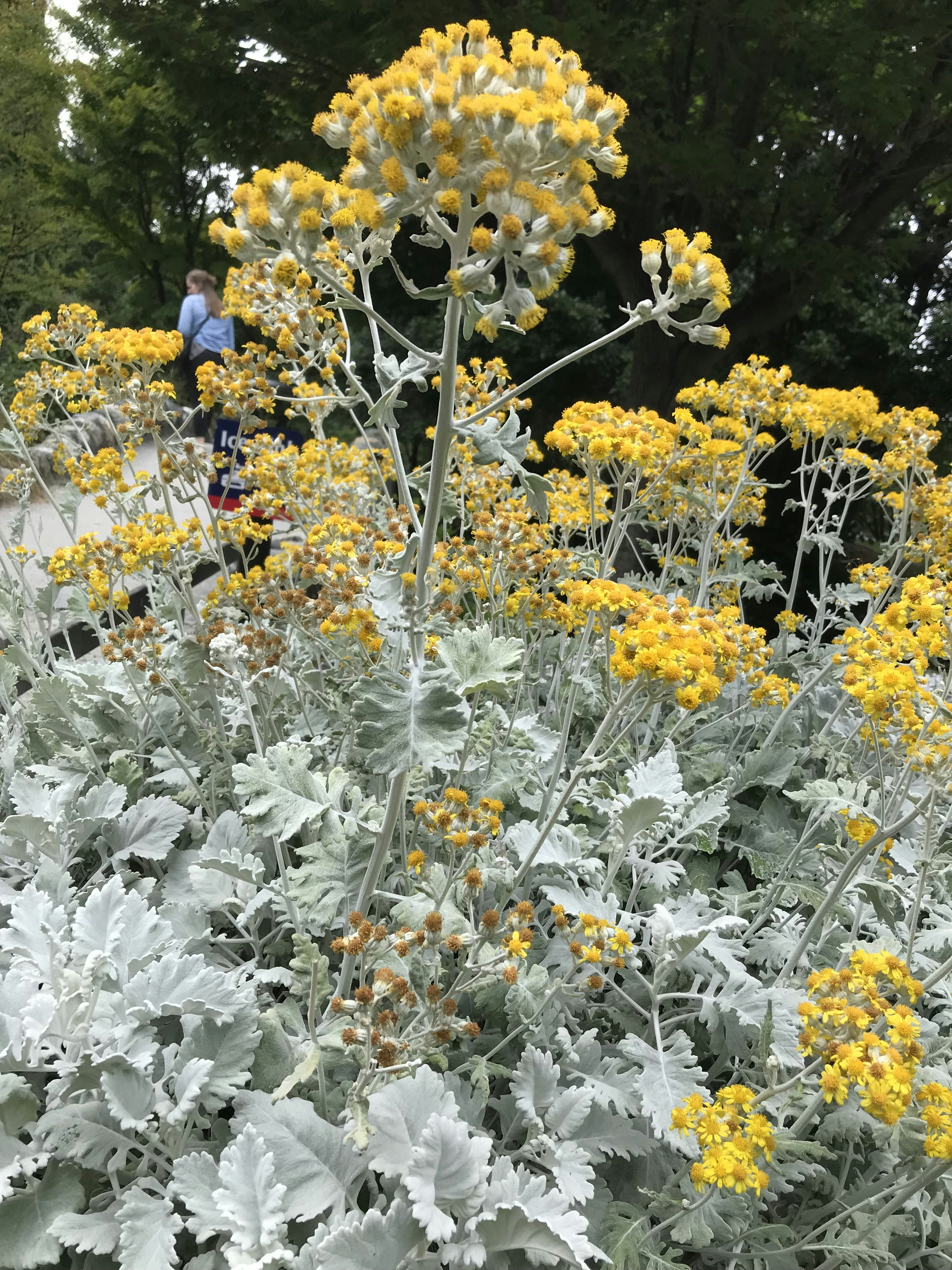 Sunlit amber blooms amid silvery-leaved garden